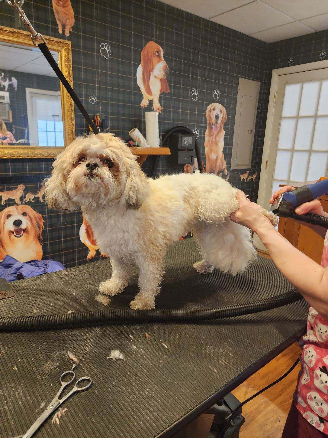 Here’s a compilation of Loki and dory’s day today at the spa | Scrolller