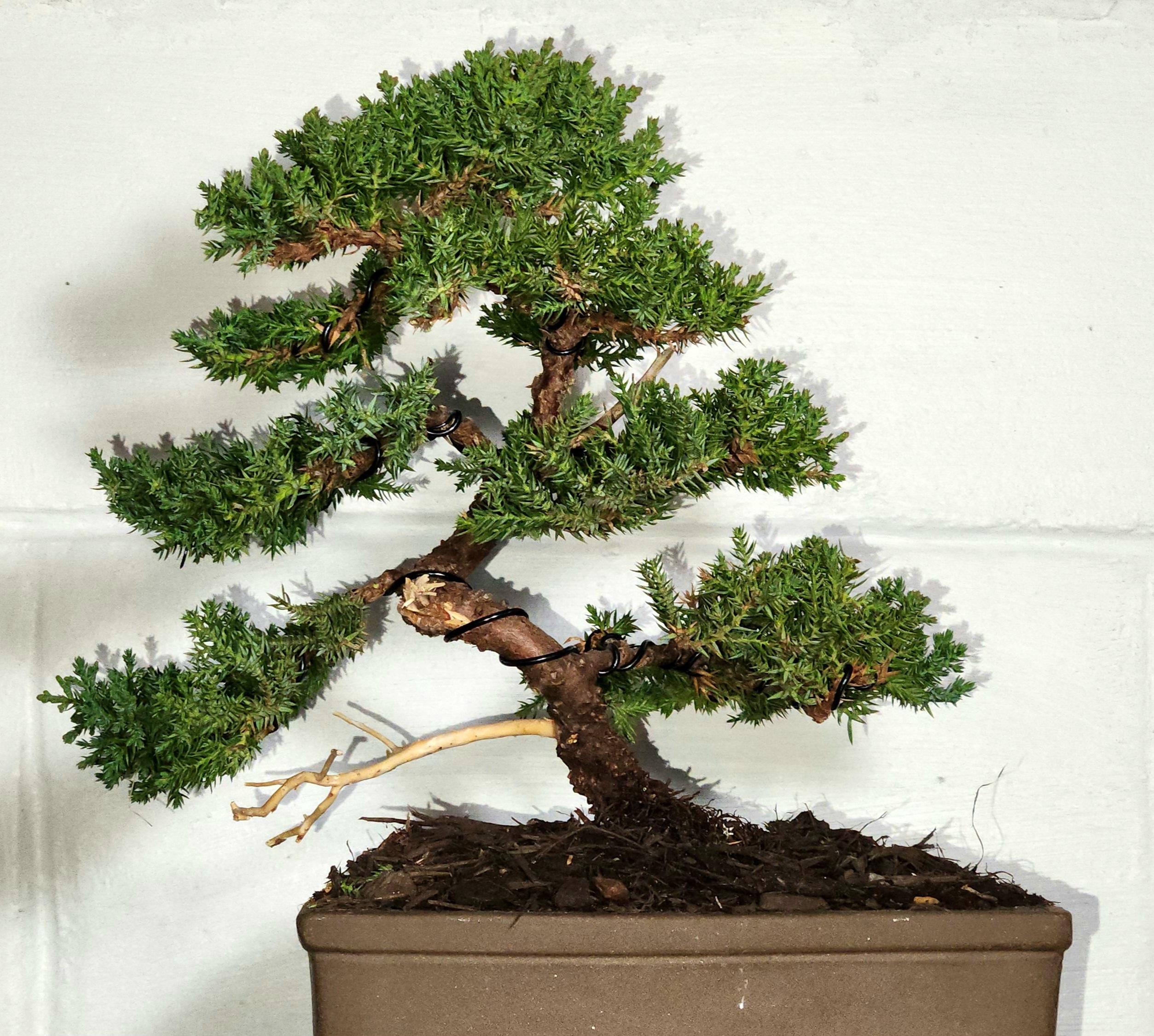 Cleaned & Potted this Procumbens this Spring | Scrolller