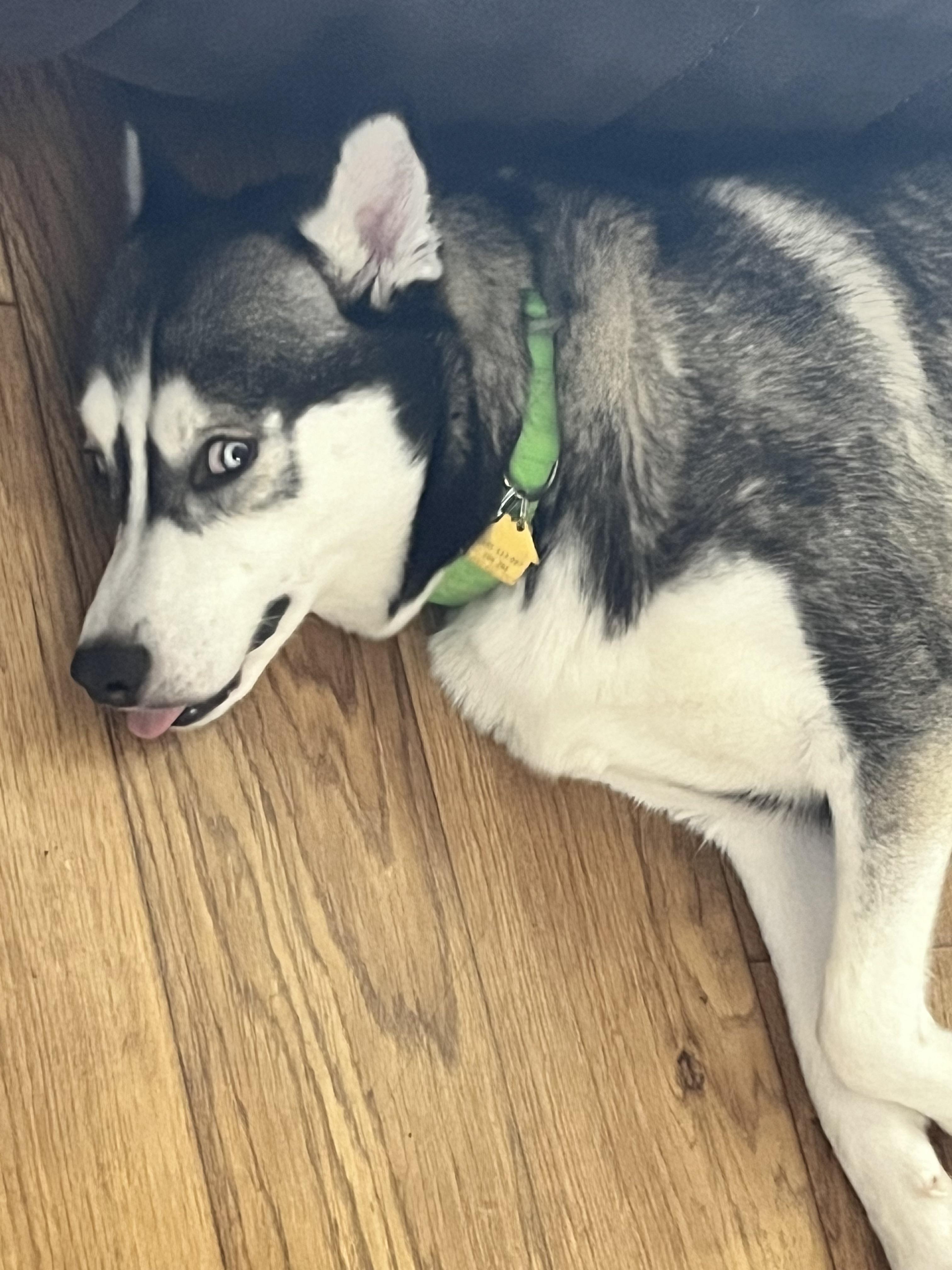 I love his derpy facial expressions. 🥹 | Scrolller