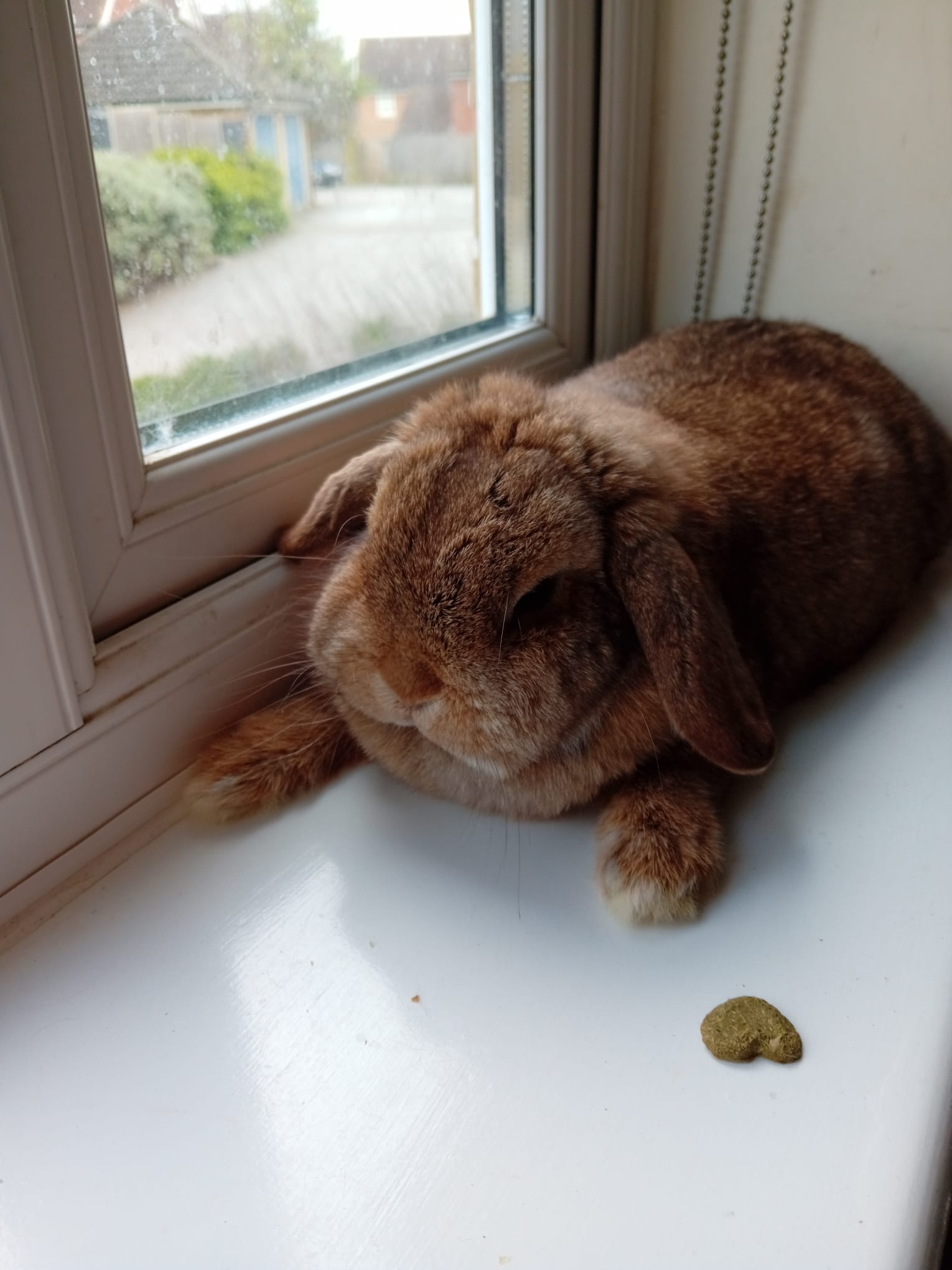 New position, the Sphinx | Scrolller