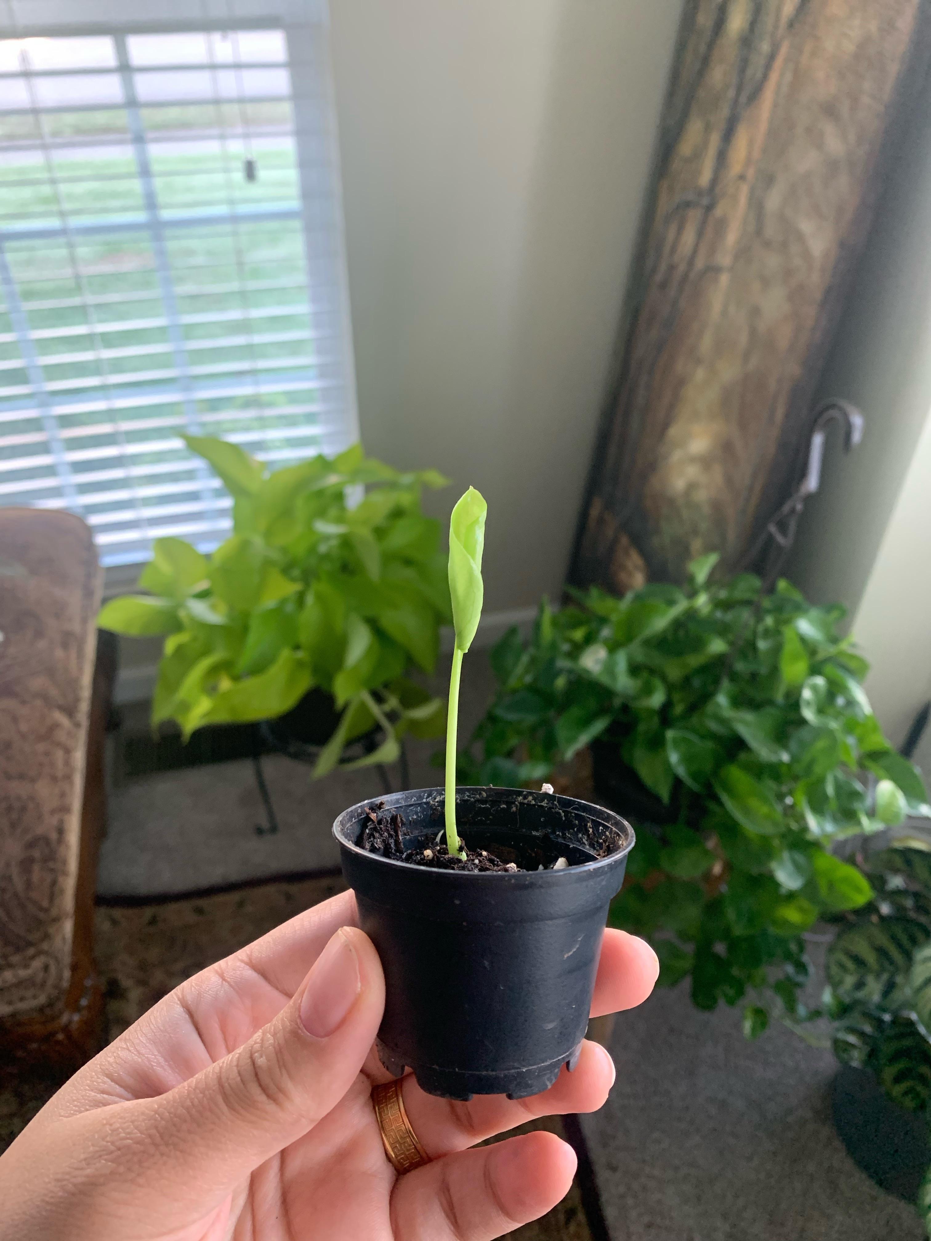 Monstera seedlings. | Scrolller