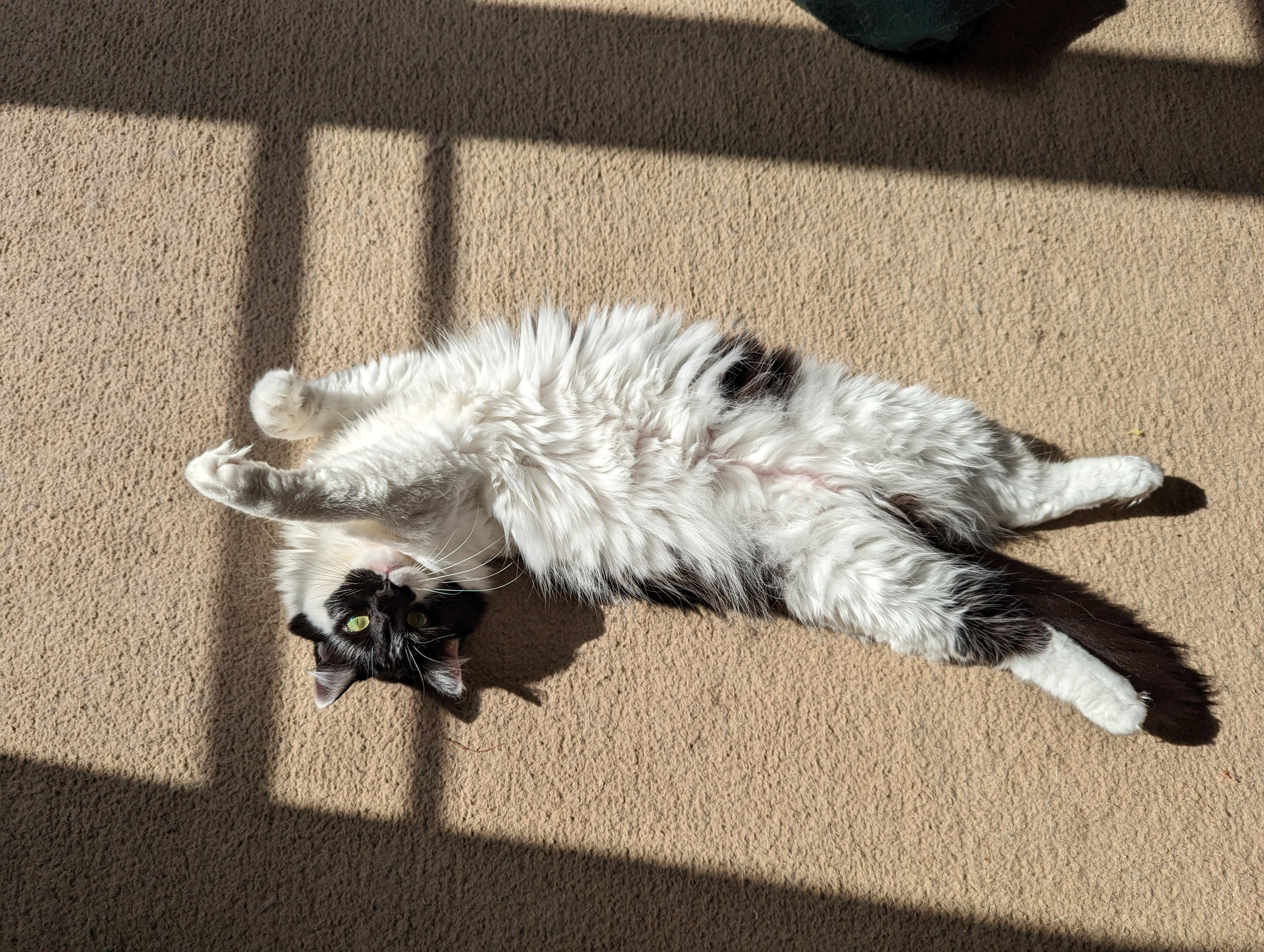 My girl Murray sunning her floofy belly | Scrolller