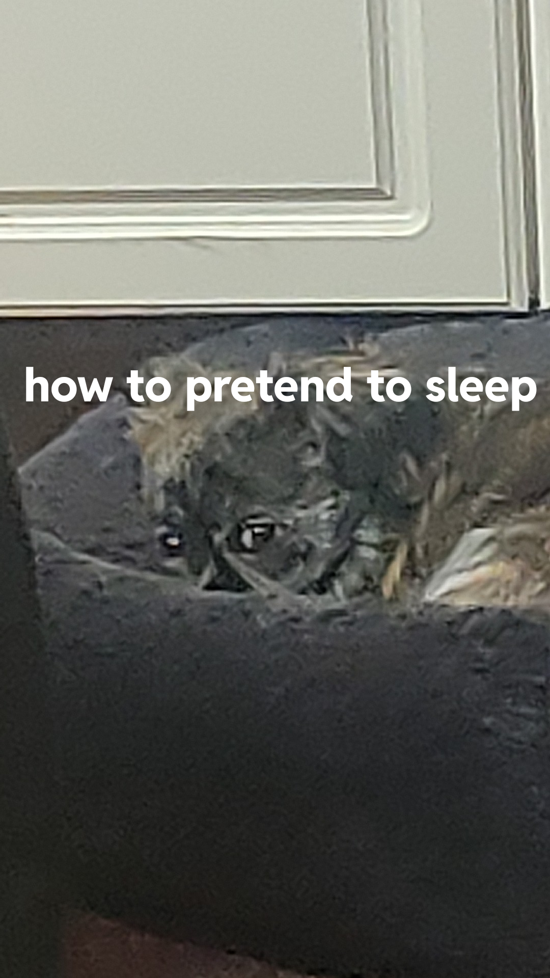 Maisie's tail (pun intended) of how her day went | Scrolller