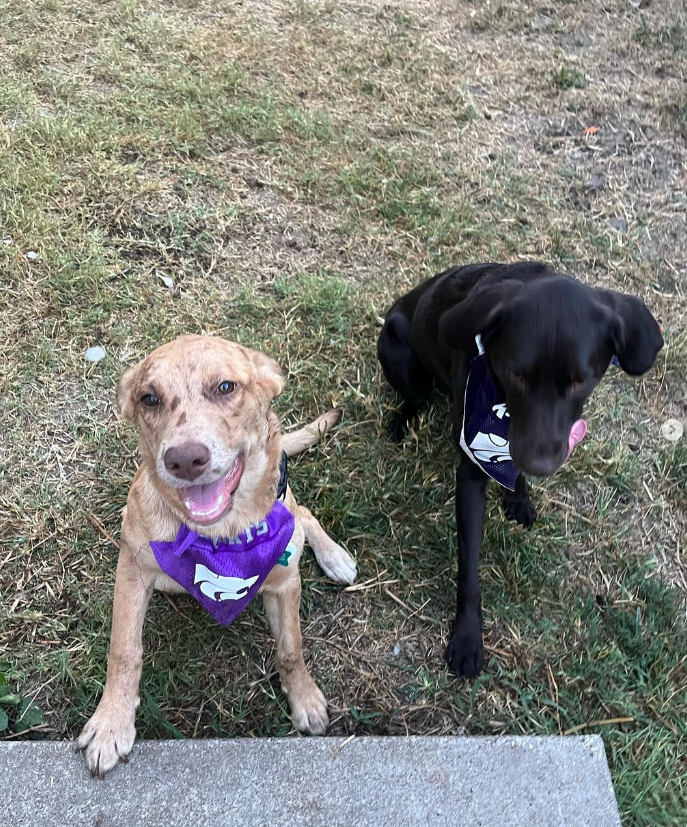 💜 it’s game day 💜 | Scrolller