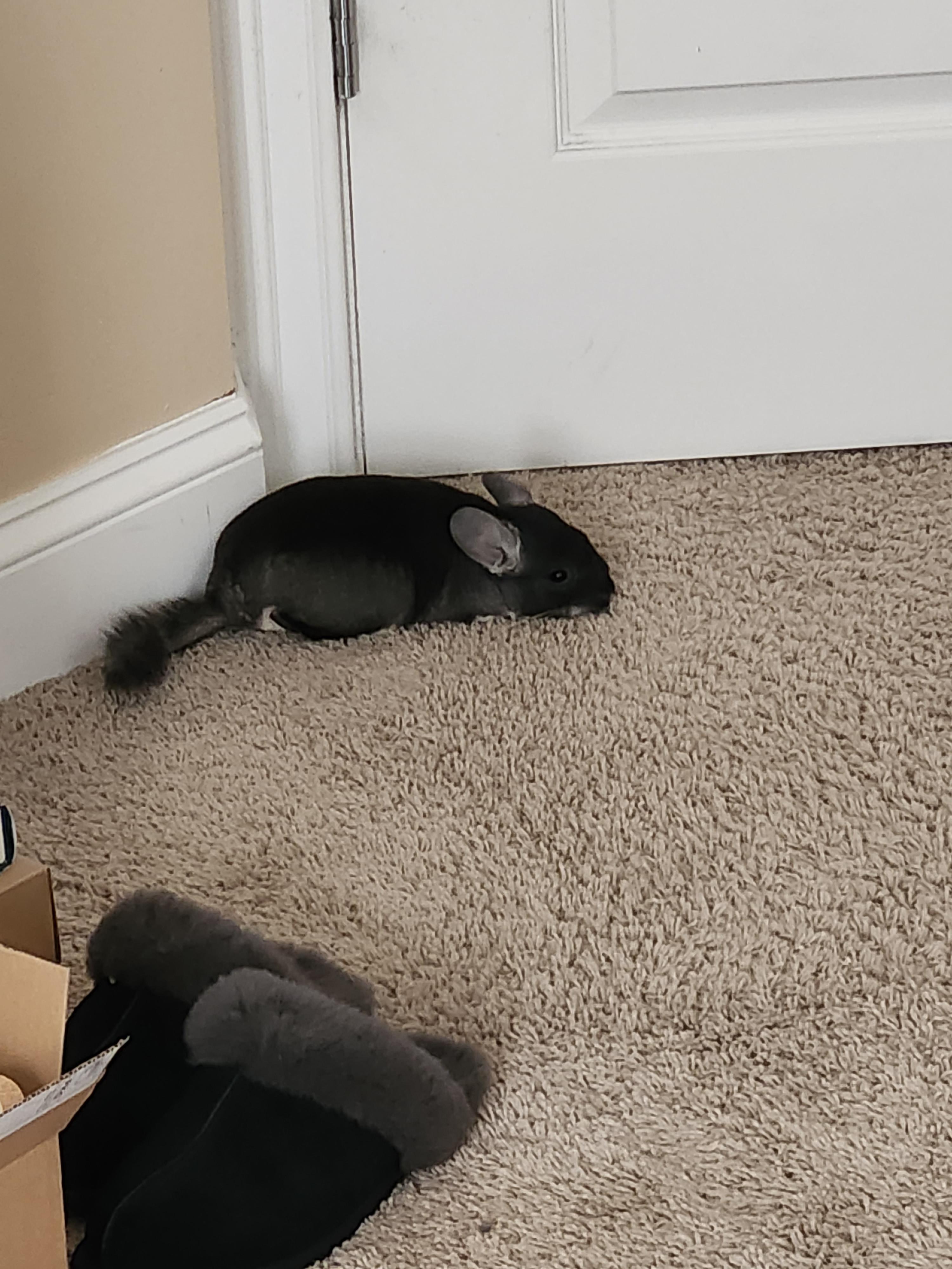 She loves my carpet | Scrolller