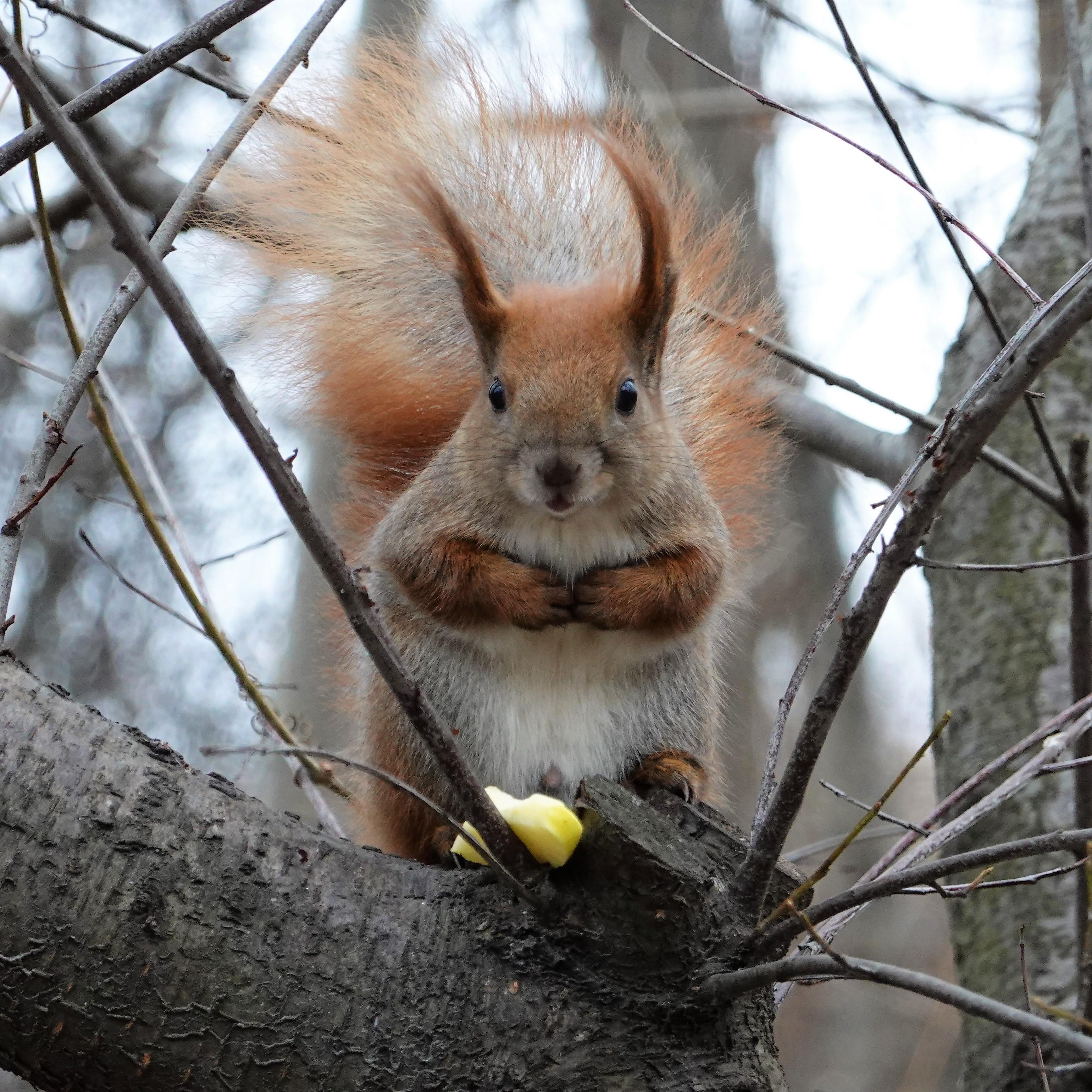 Two moods of one Squirrel | Scrolller