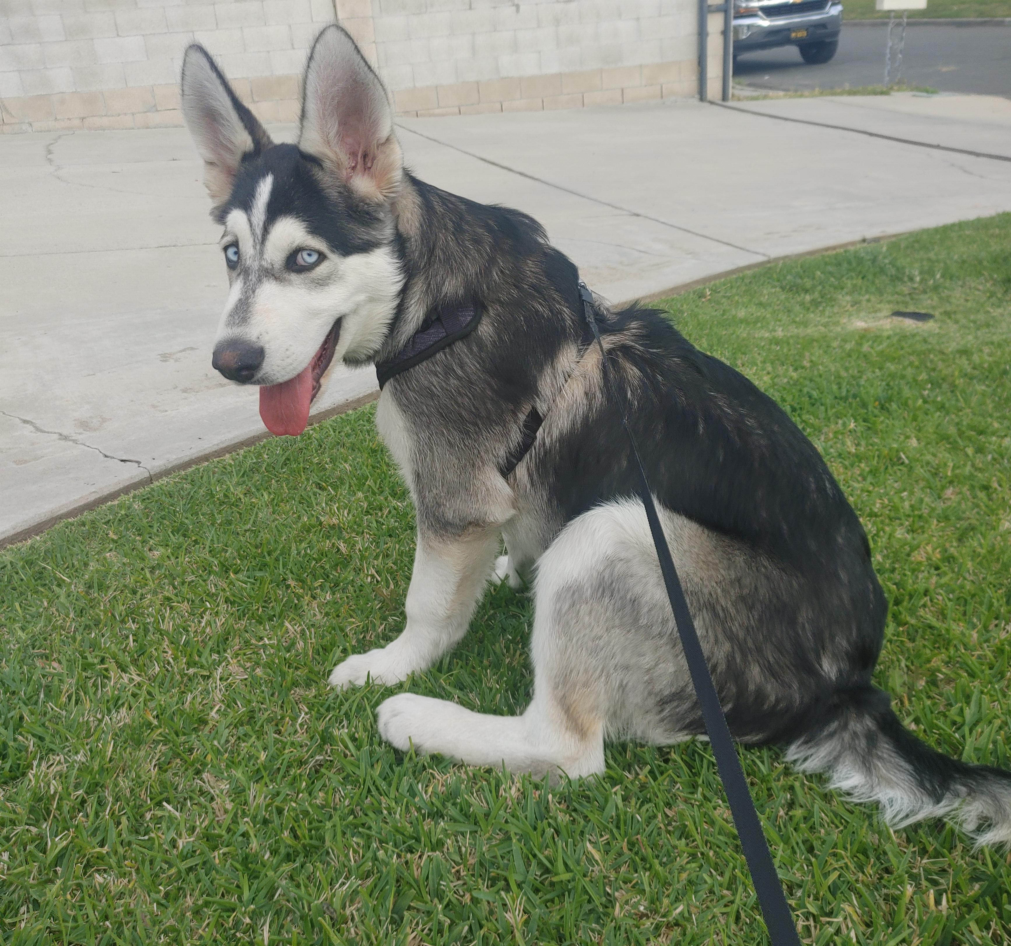 Smokey Being Smokey | Scrolller