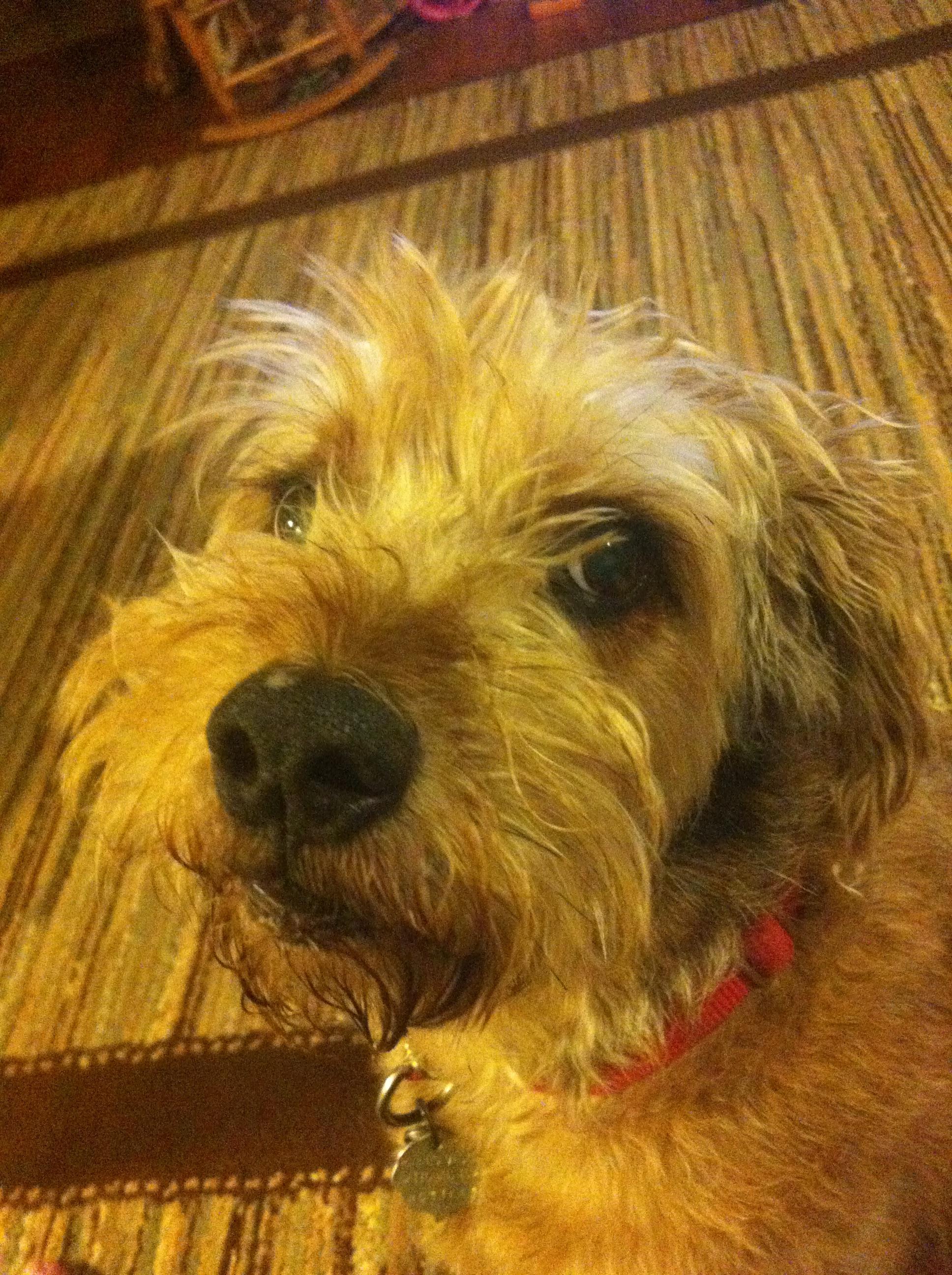 Pictures of all my favorite pictures of my dogs. | Scrolller