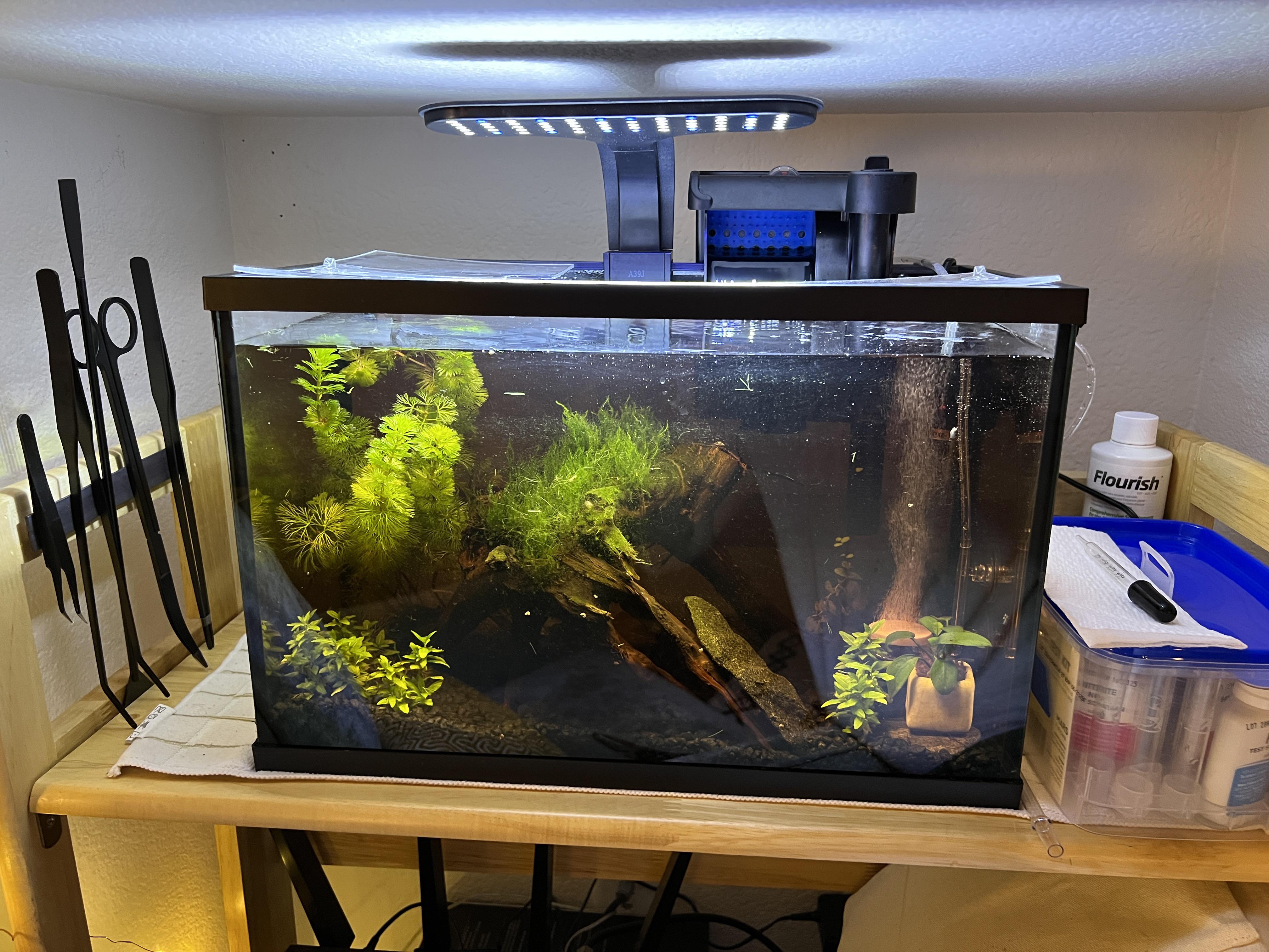 Discover more like PlantedTank: First planted 5g tank. Just finished cycling, and I’m about to ...