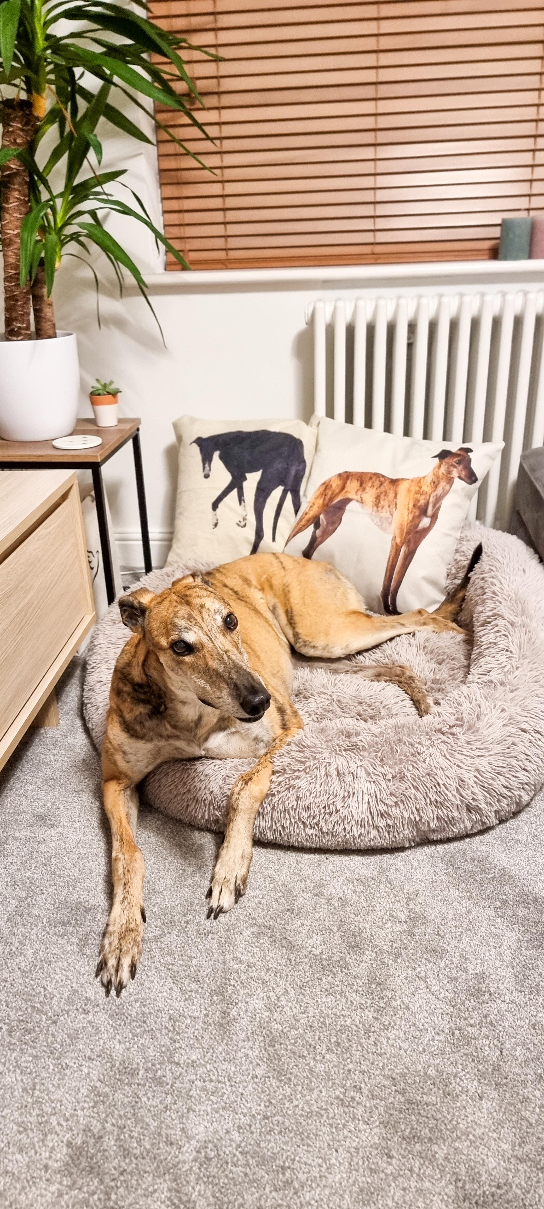 Sid and his matching pillow | Scrolller