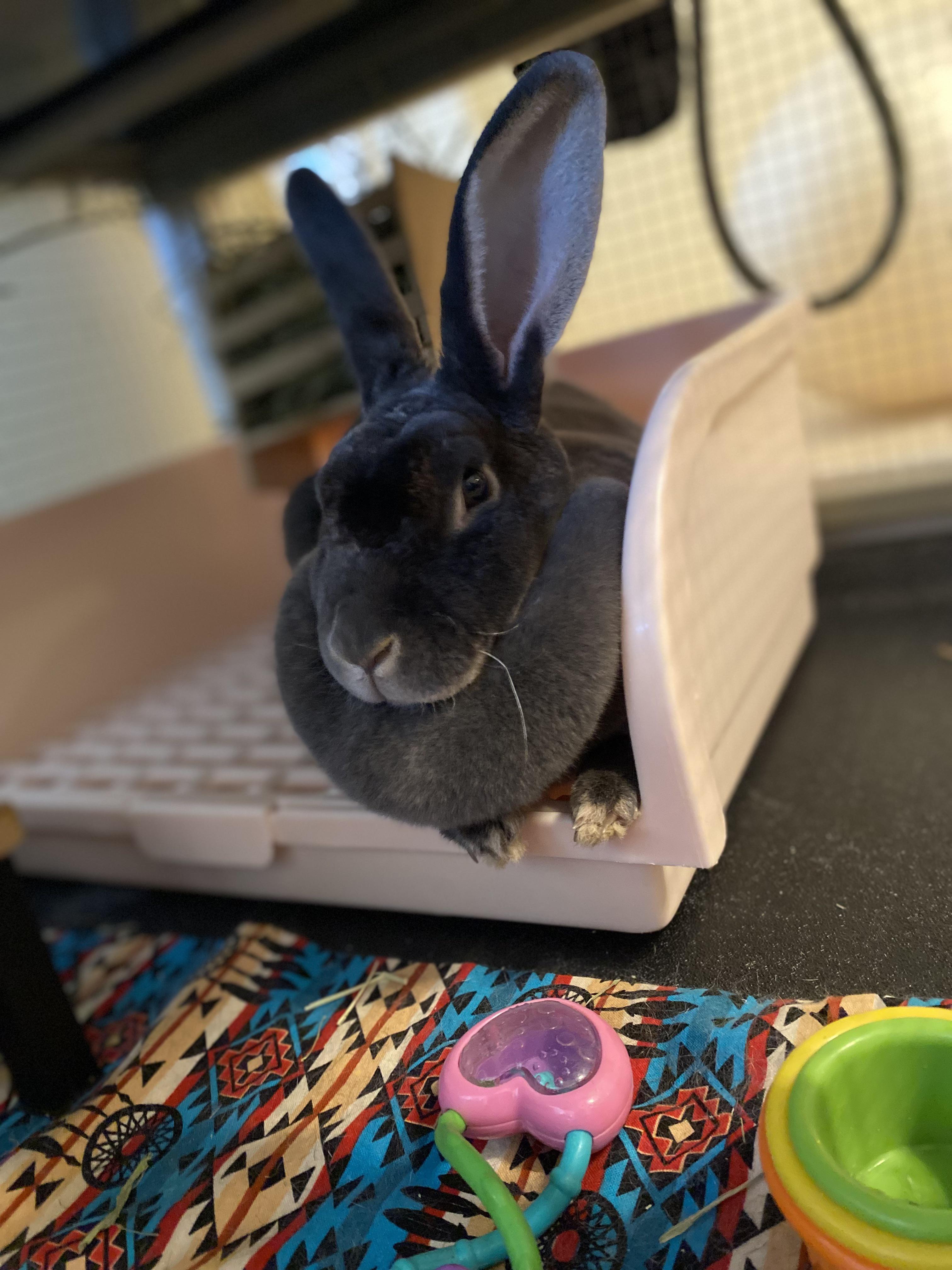 Dewlap on a male? | Scrolller