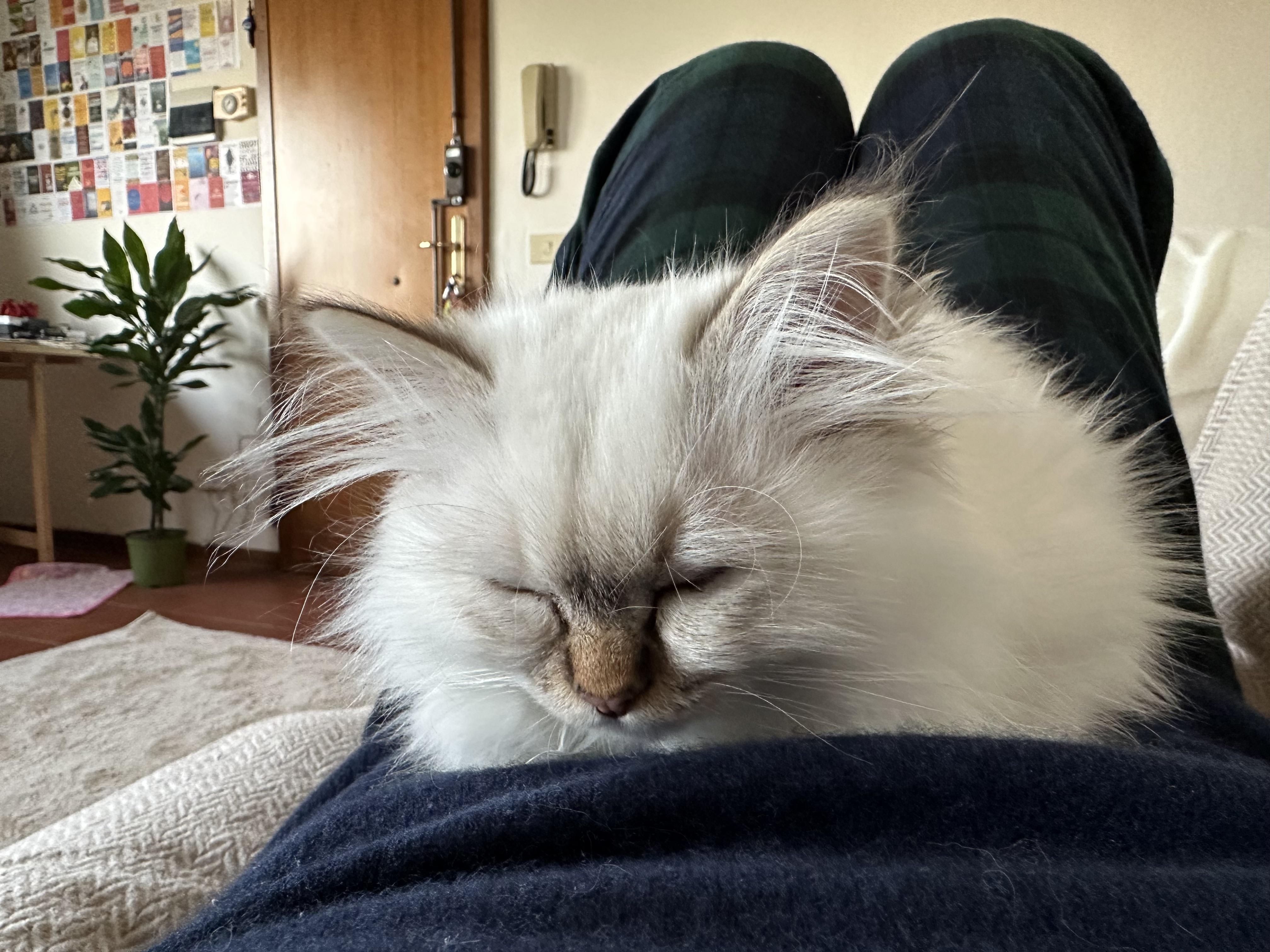 Zephyros, my new buddy! [OC] | Scrolller