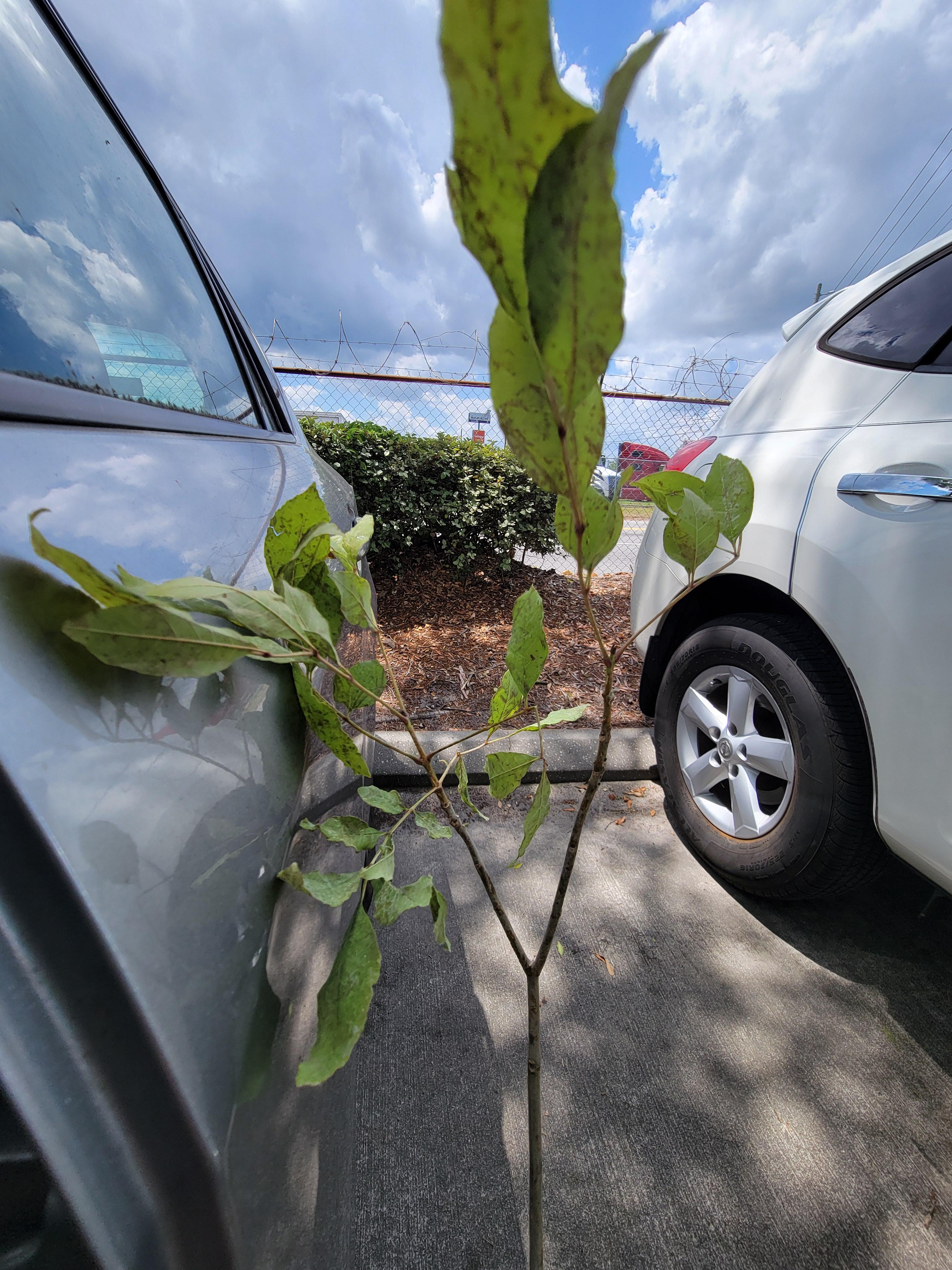 What is this? And is it worth trying to save? | Scrolller