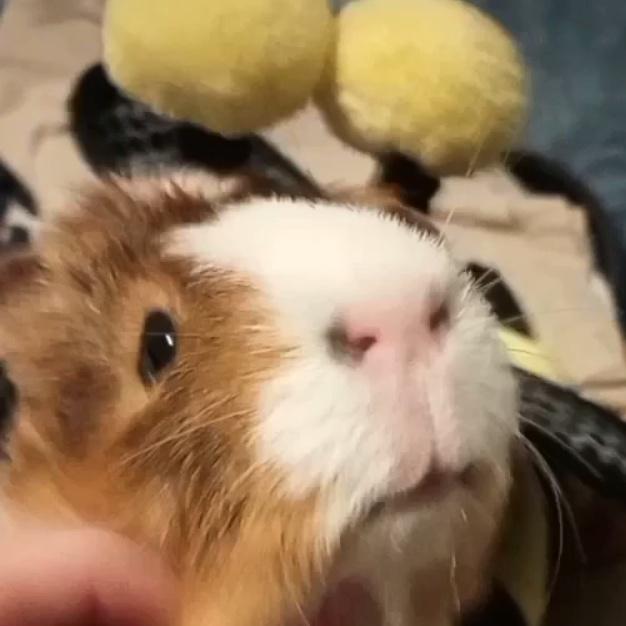 Rip Butter, she crossed the rainbow bridge way too early a few months ago | Scrolller