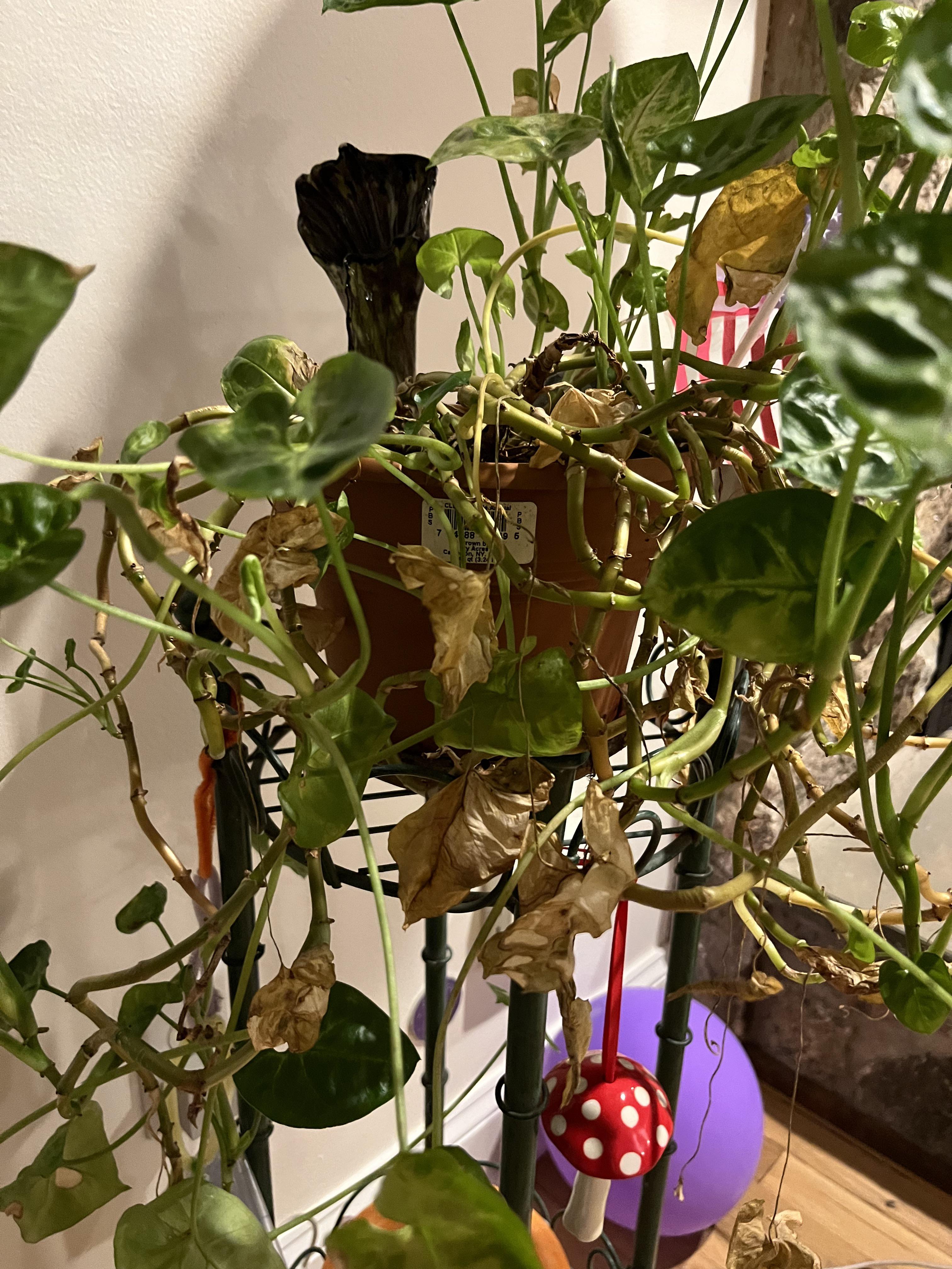 What plant is this and how do I keep the leaves from dying? | Scrolller
