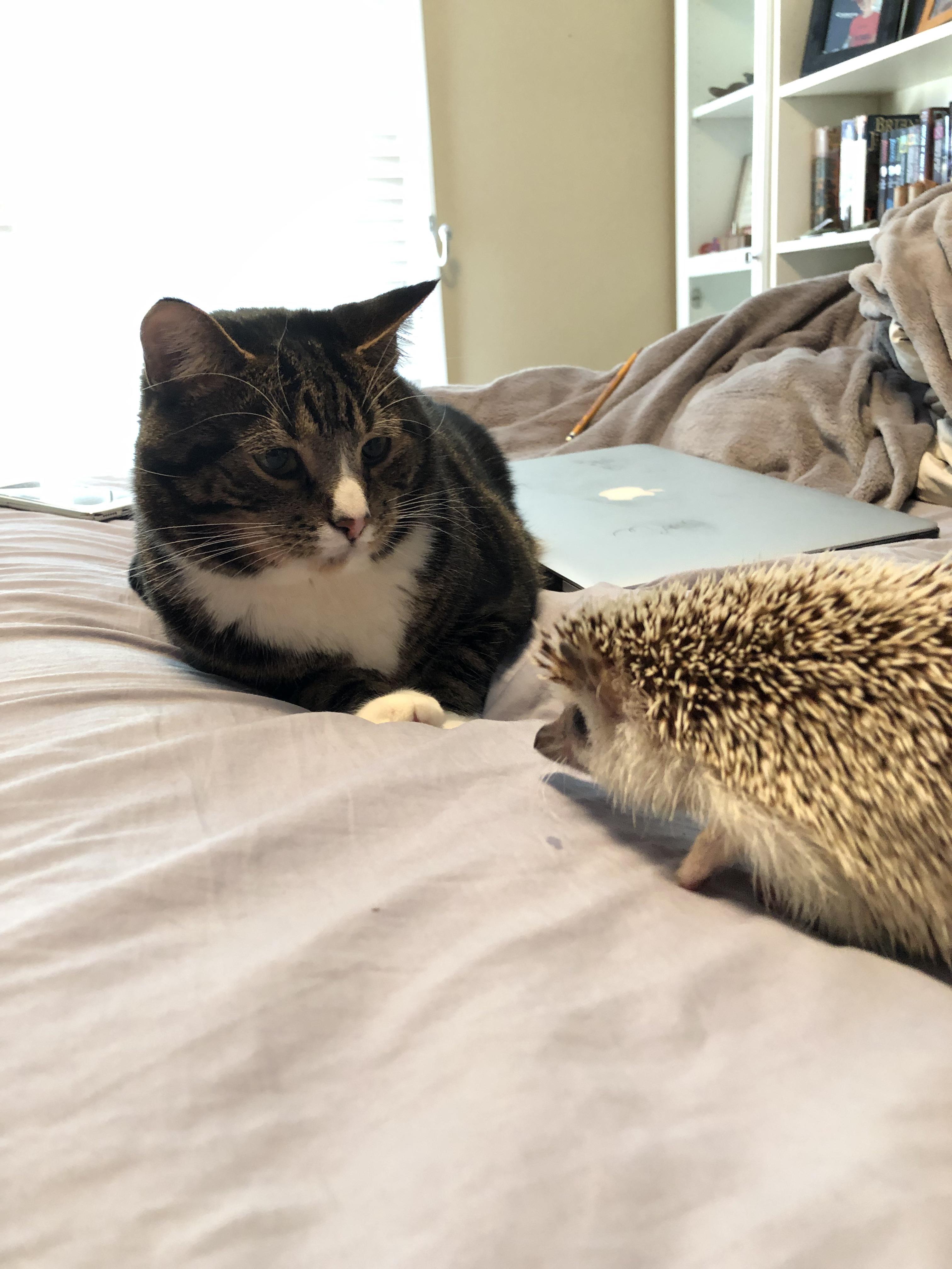My cats watch the hedgehog from a respectful distance (OC) | Scrolller