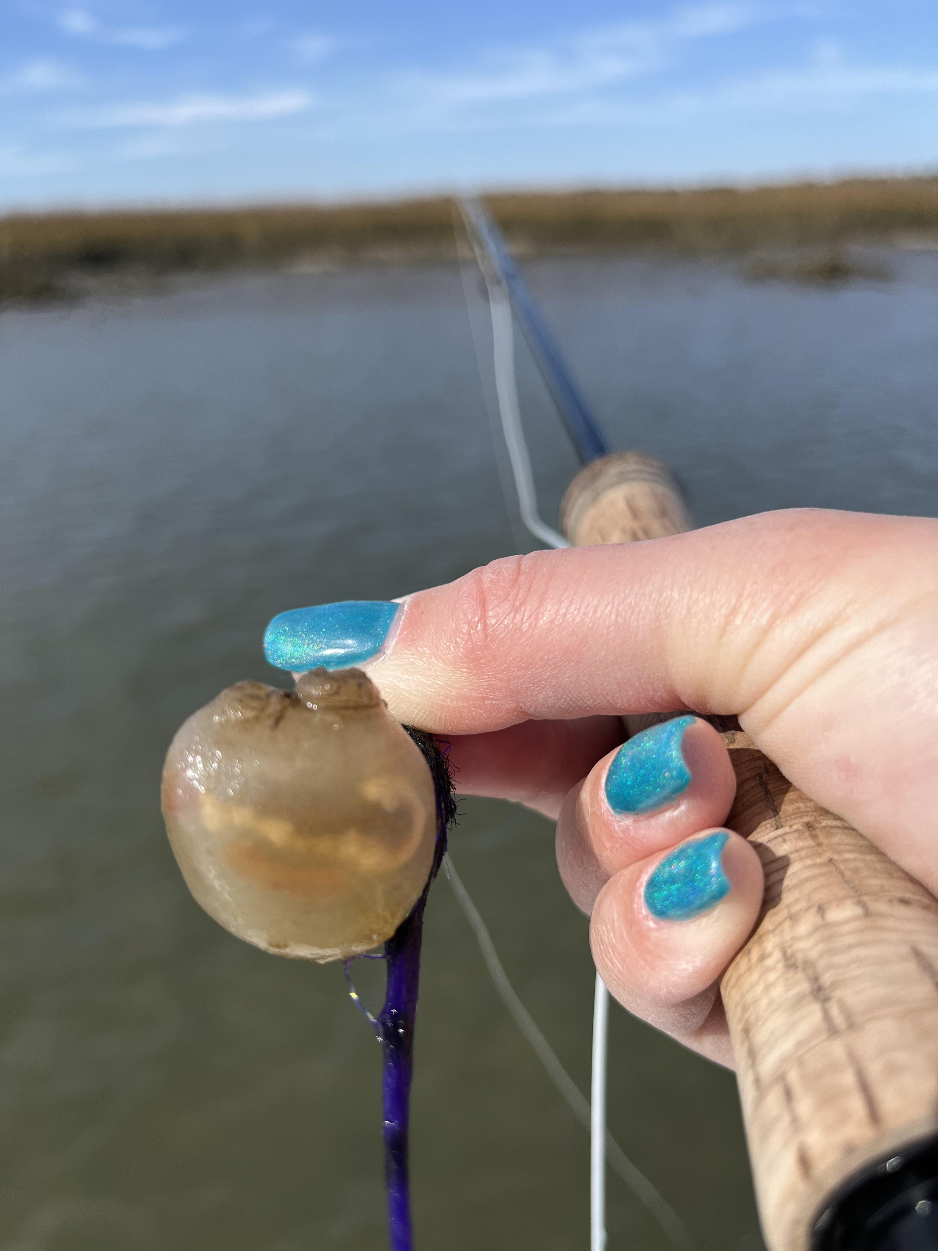 Is this a seed or pod I snagged while fishing? Inshore river in SE US. | Scrolller