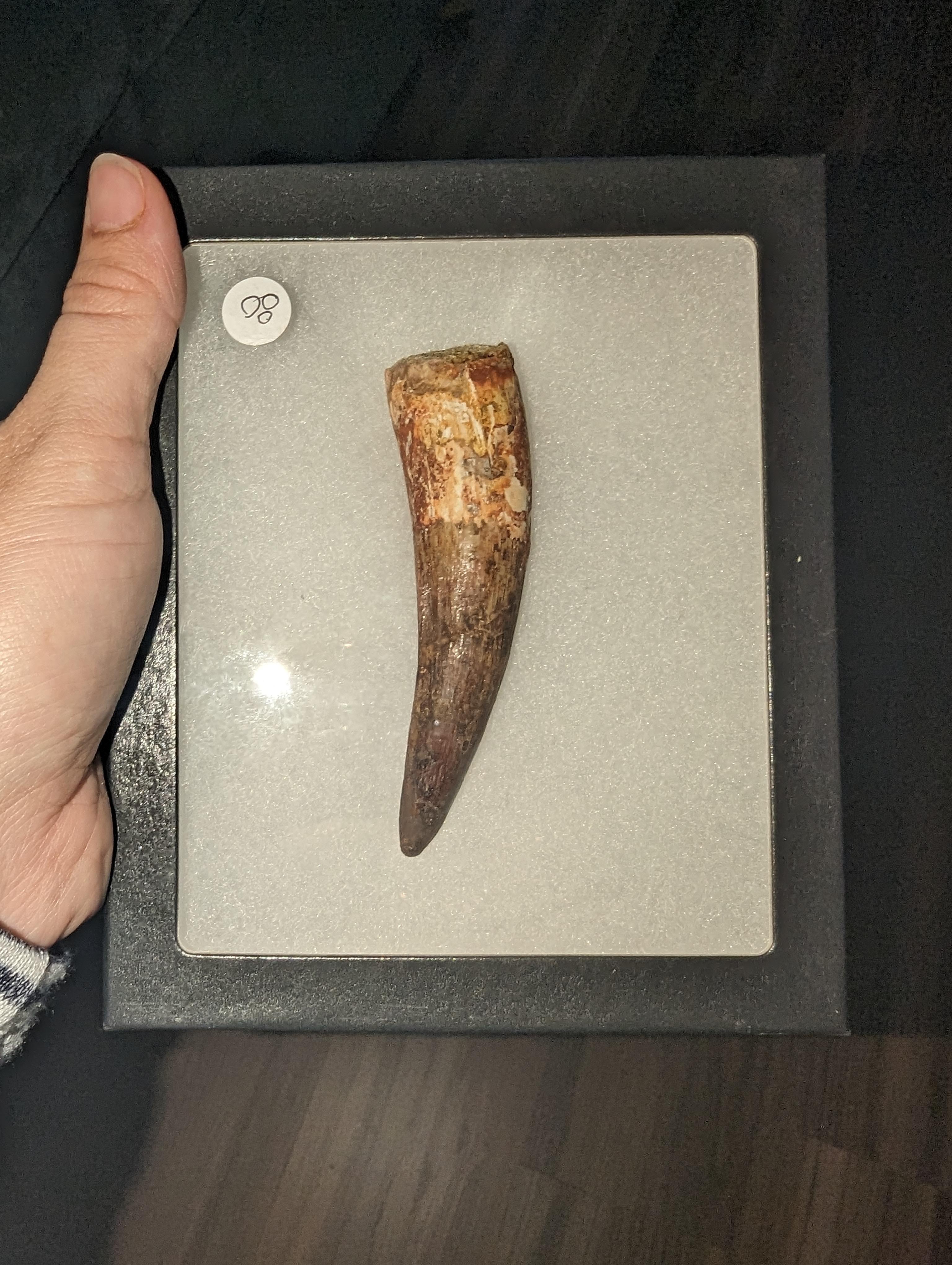 Spinosaurus tooth! | Scrolller
