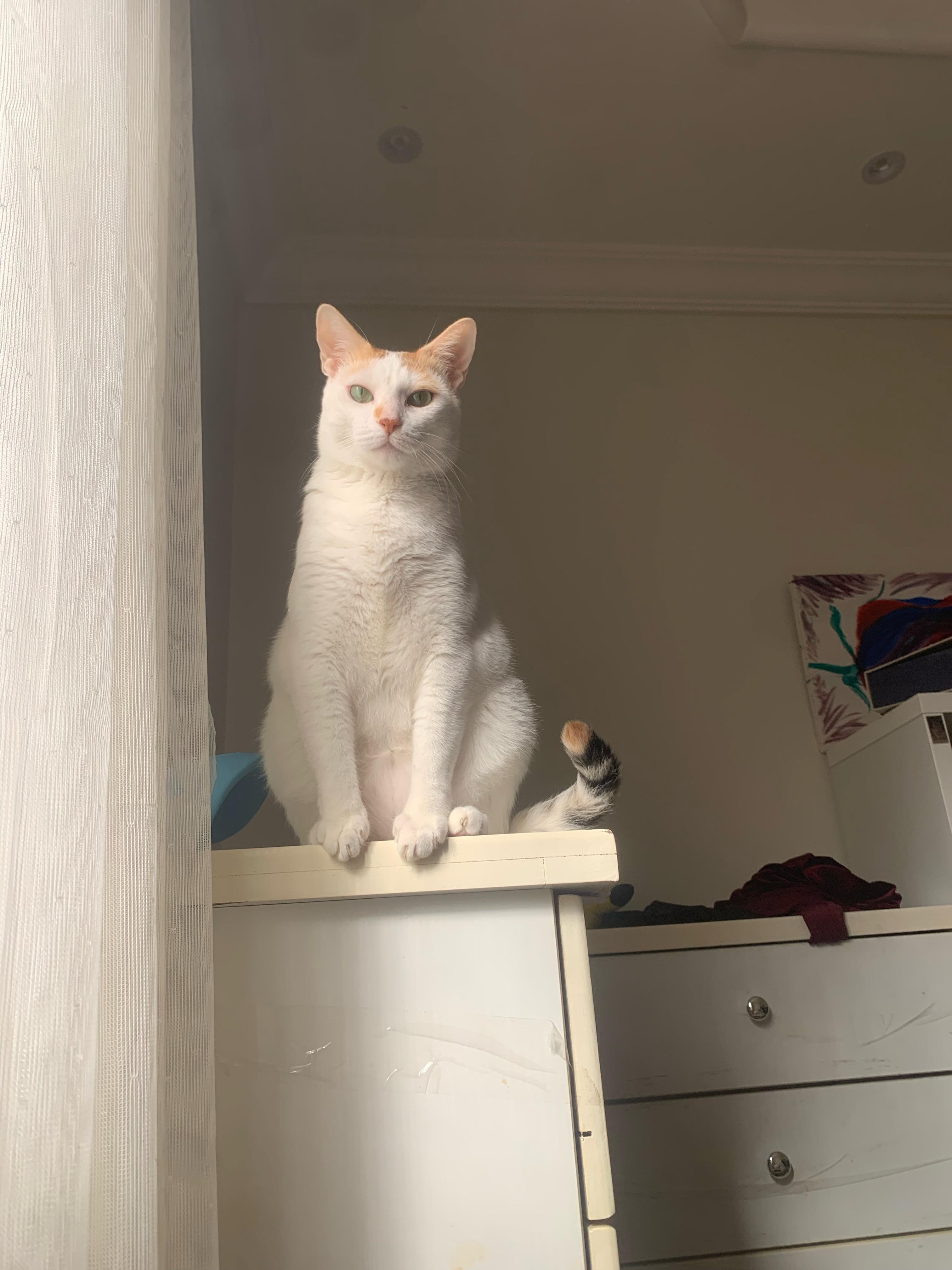 This is honey(short for honey ears) | Scrolller