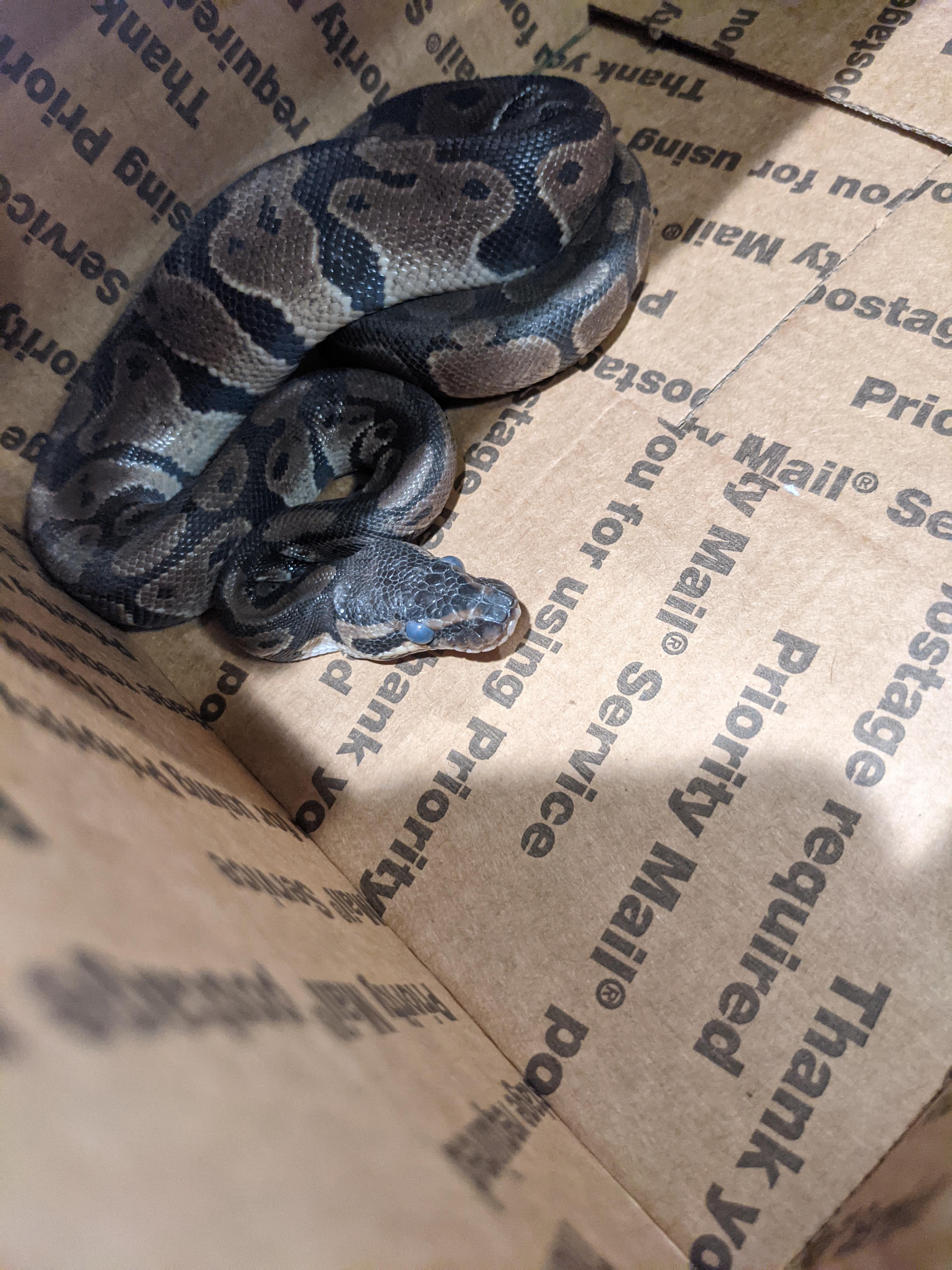 Just rescued an abandoned ball python from freezing in Western NY, r/snakes got me started with ...