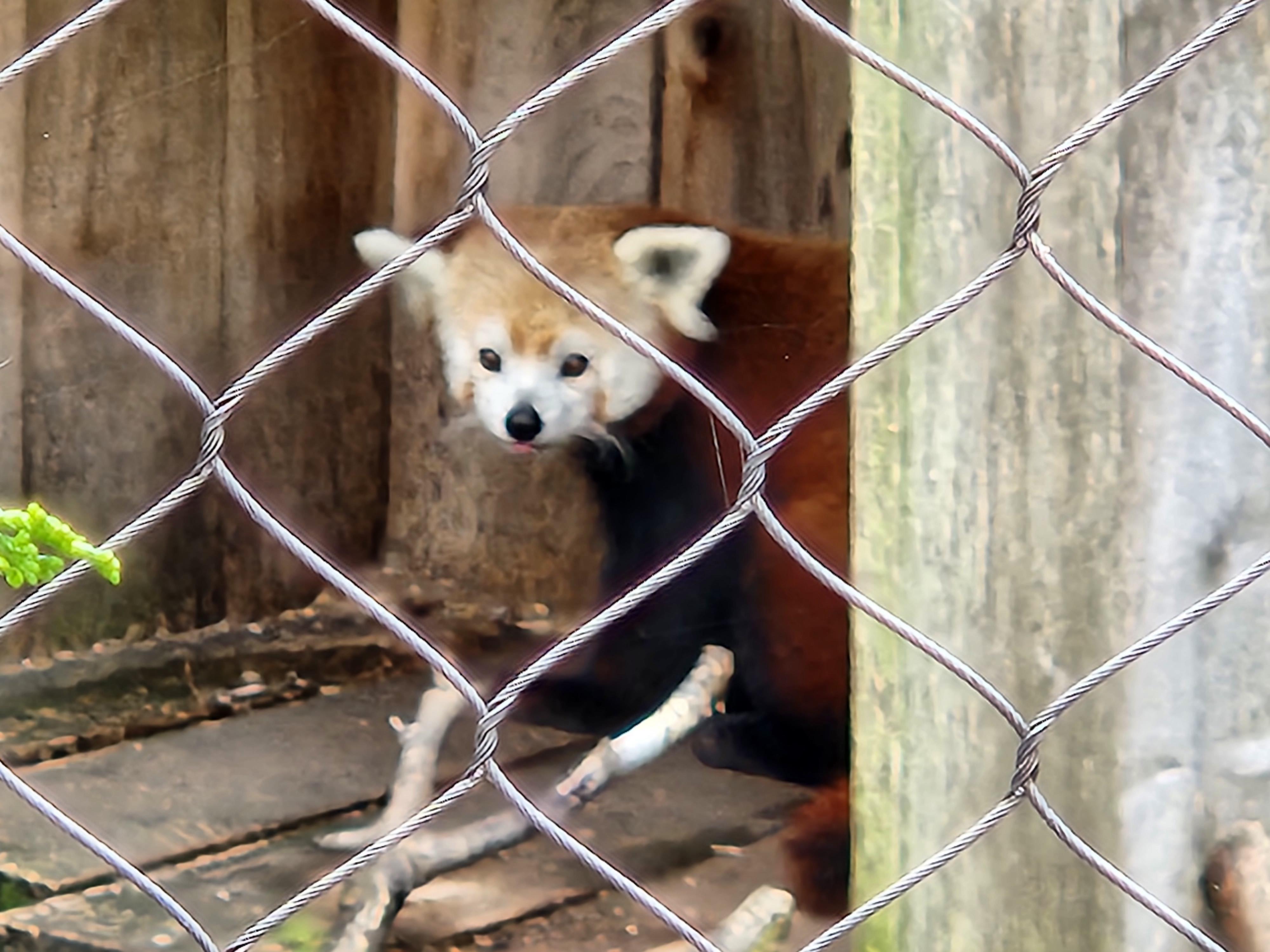 (OC) Red pandas at the Cleveland zoo | Scrolller