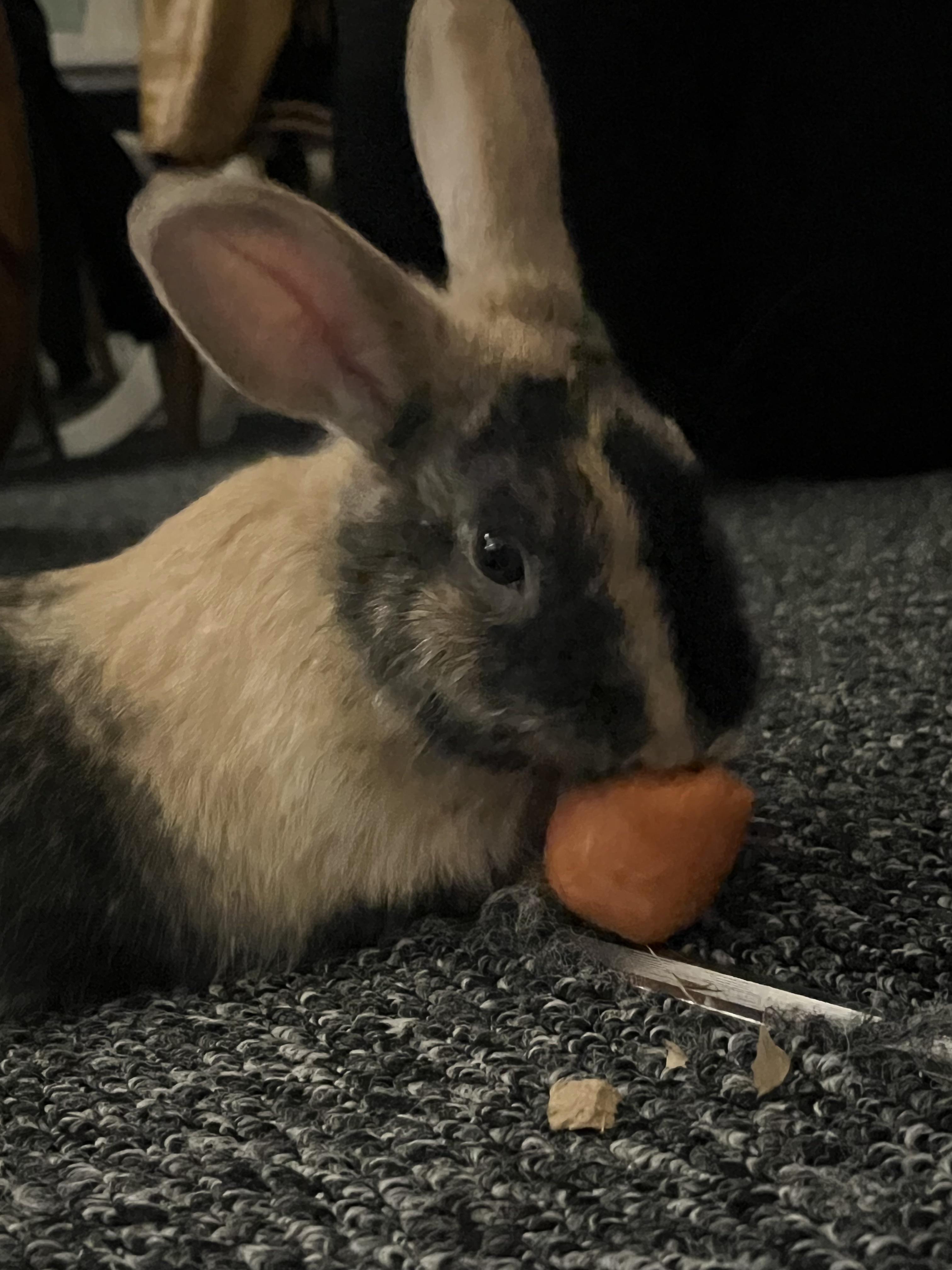 Help Understanding My Rabbit | Scrolller