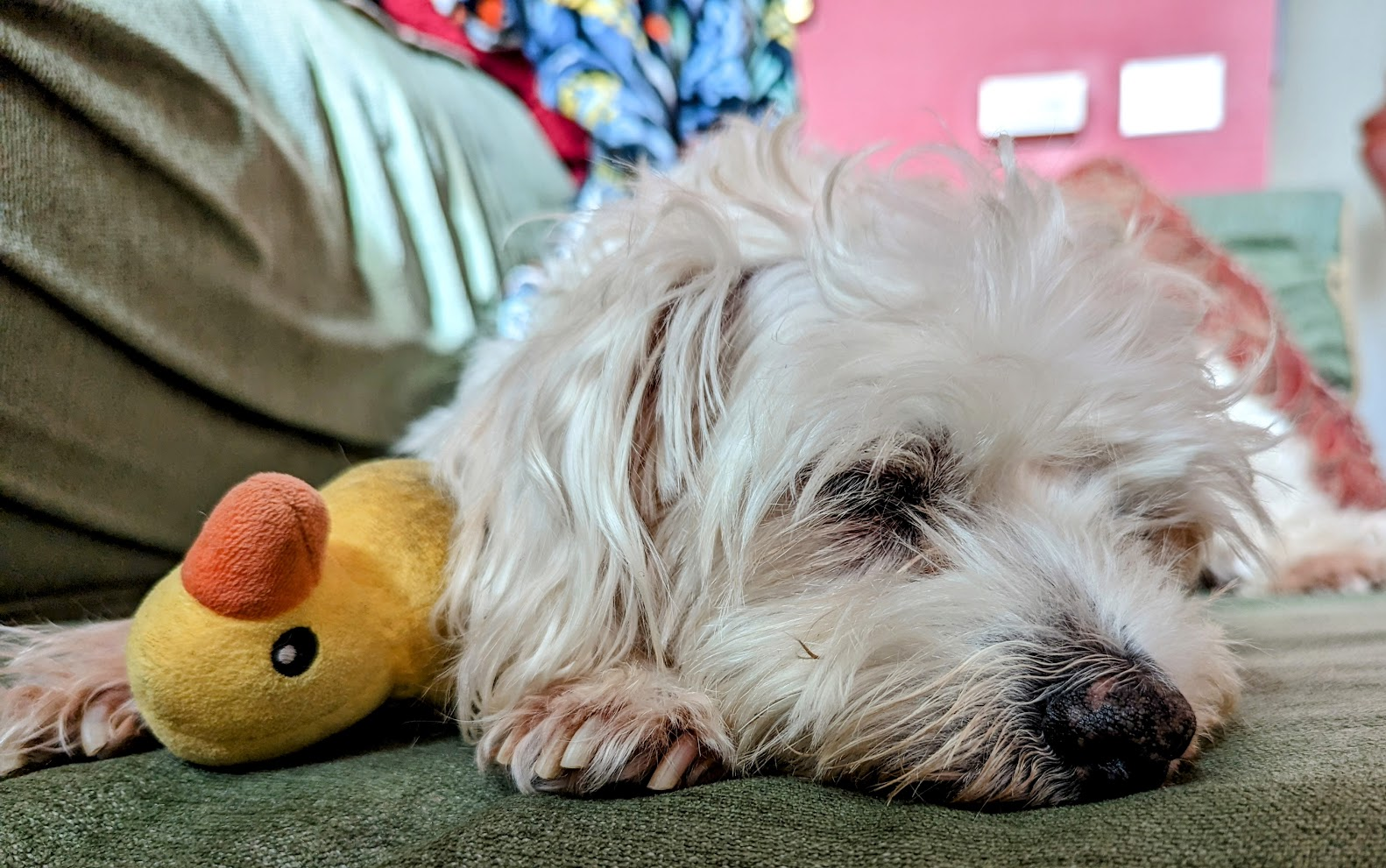 Archie Is Getting Soooo... Sleeeepzzz [OC] | Scrolller