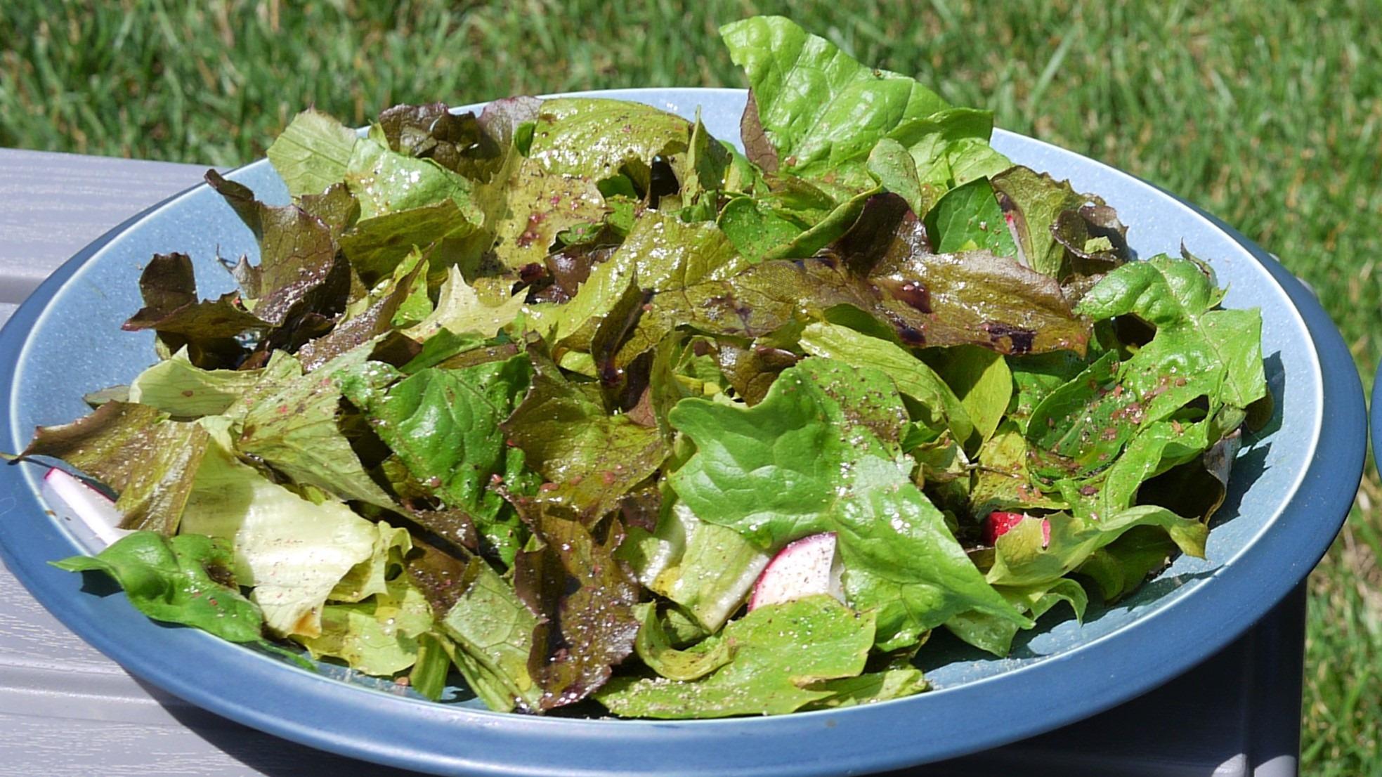 [Homemade] home garden fresh red & green lettuce salads w/ EVOO, balsamic vinegar, custom 5 ...