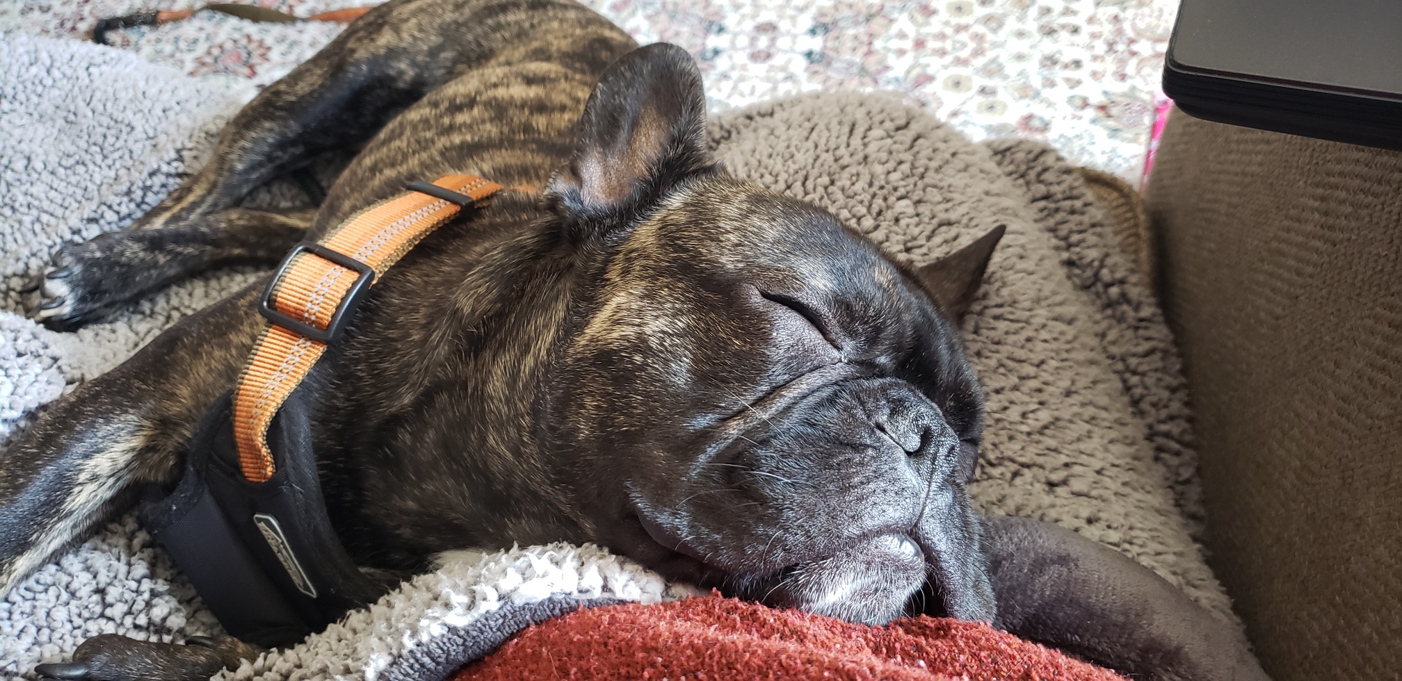 My little man! Stubborn as hell! | Scrolller