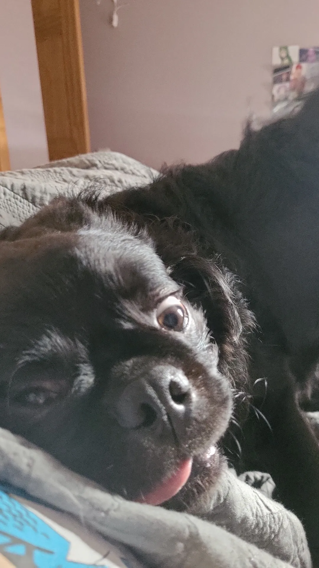 Dog Pics + guilty puppy | Scrolller