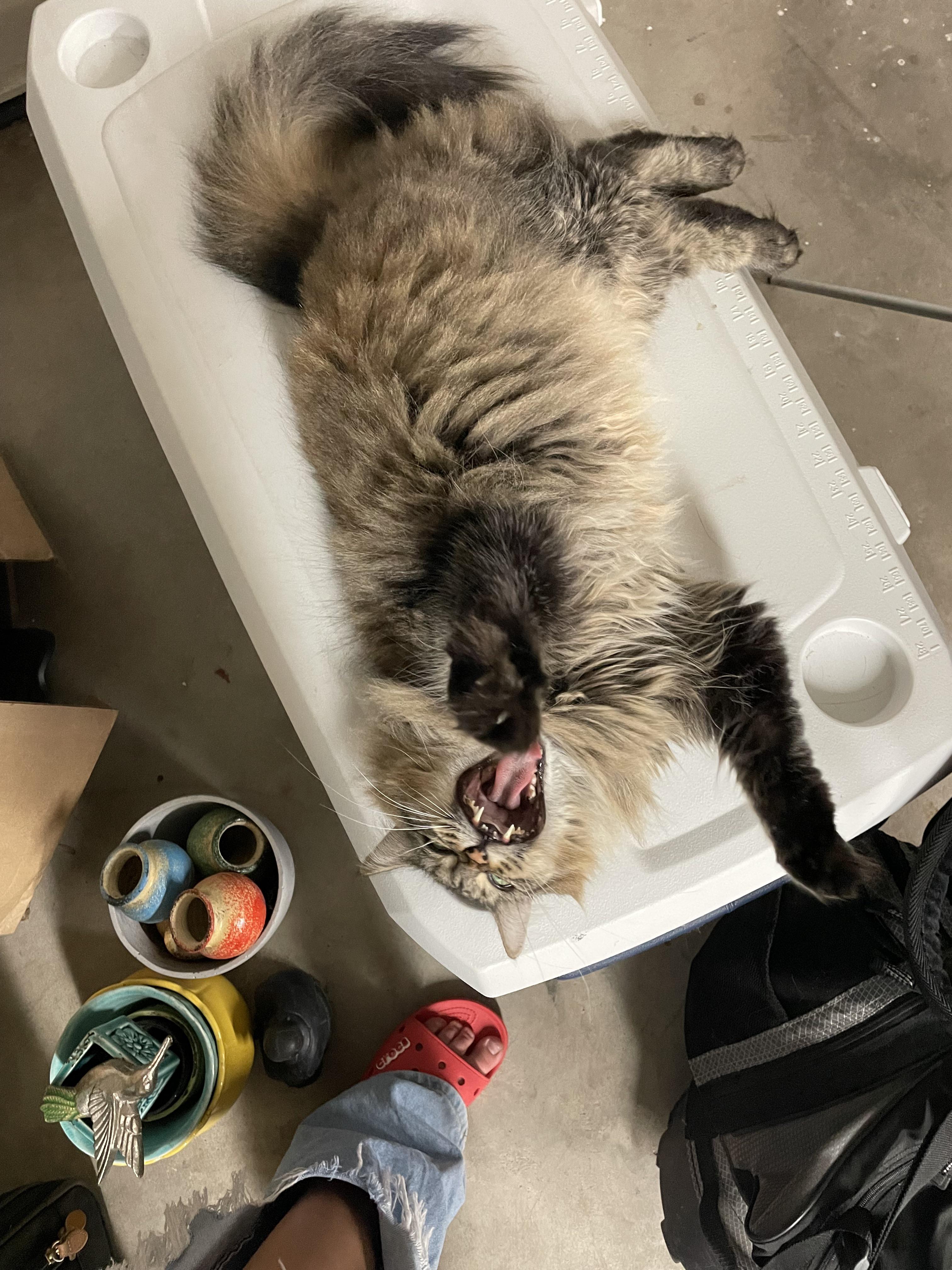 Very floofy belly | Scrolller