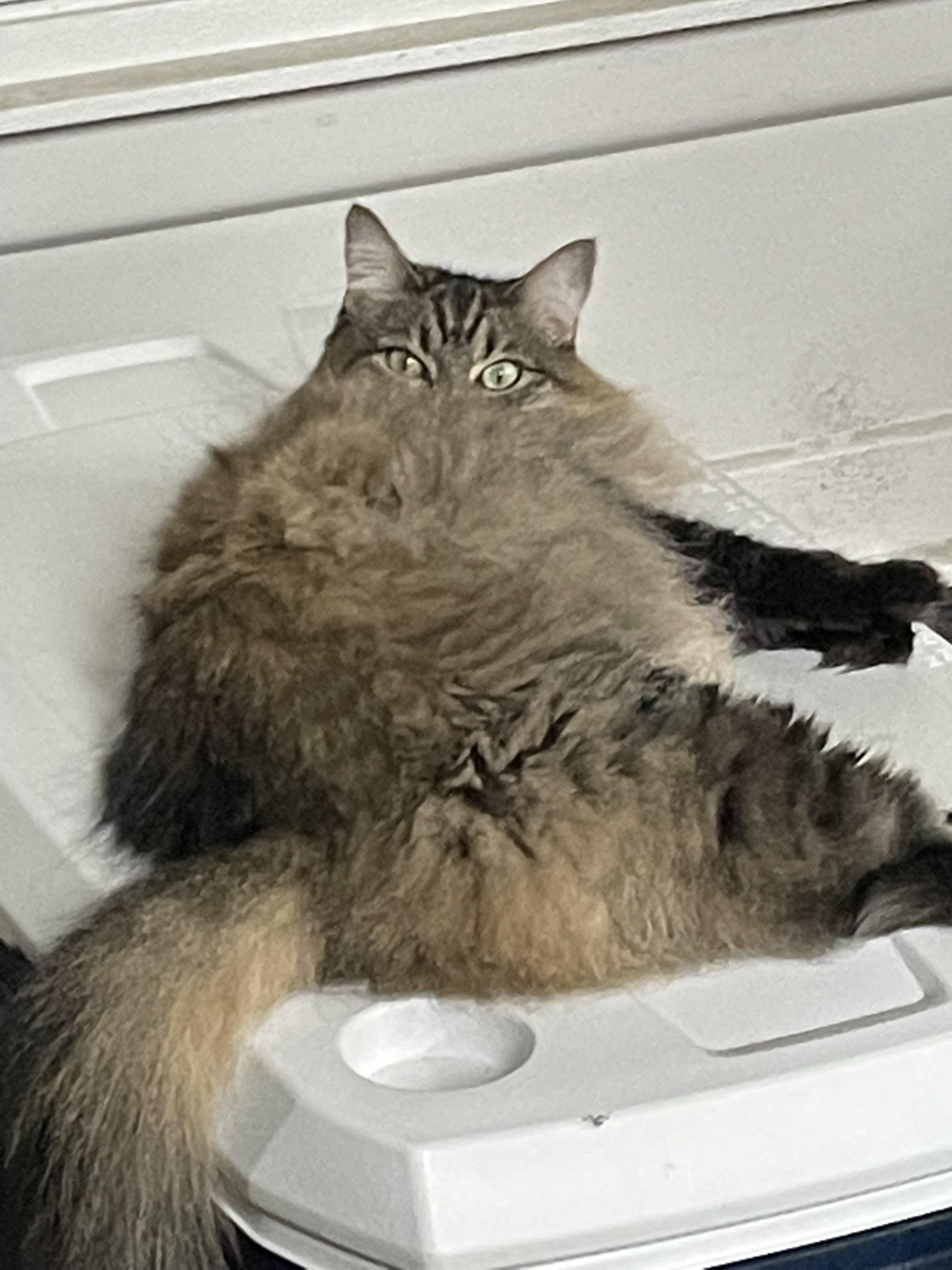 Very floofy belly | Scrolller