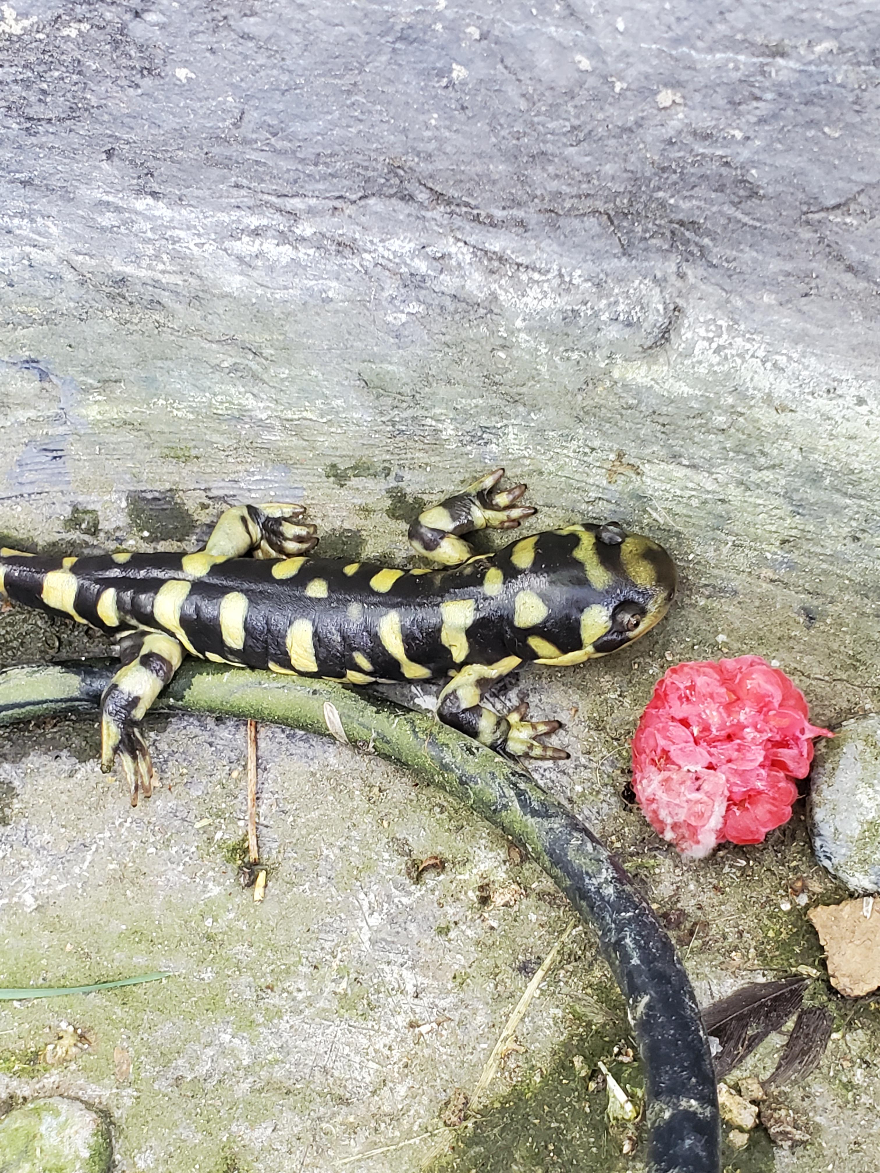 Tiger salamander! | Scrolller