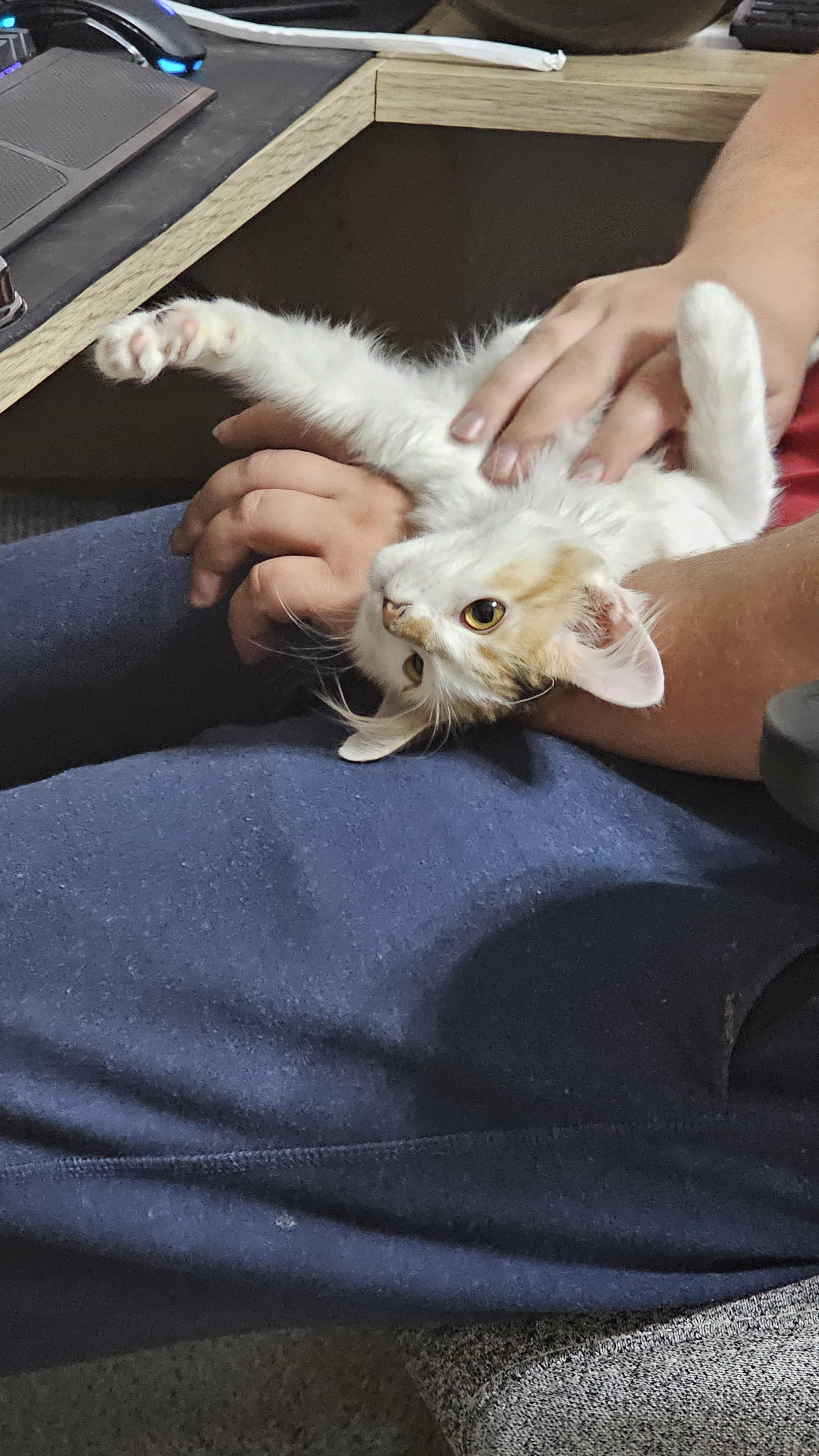 Discover more like Eyebleach: Behold! A ham! and Related Content | Scrolller