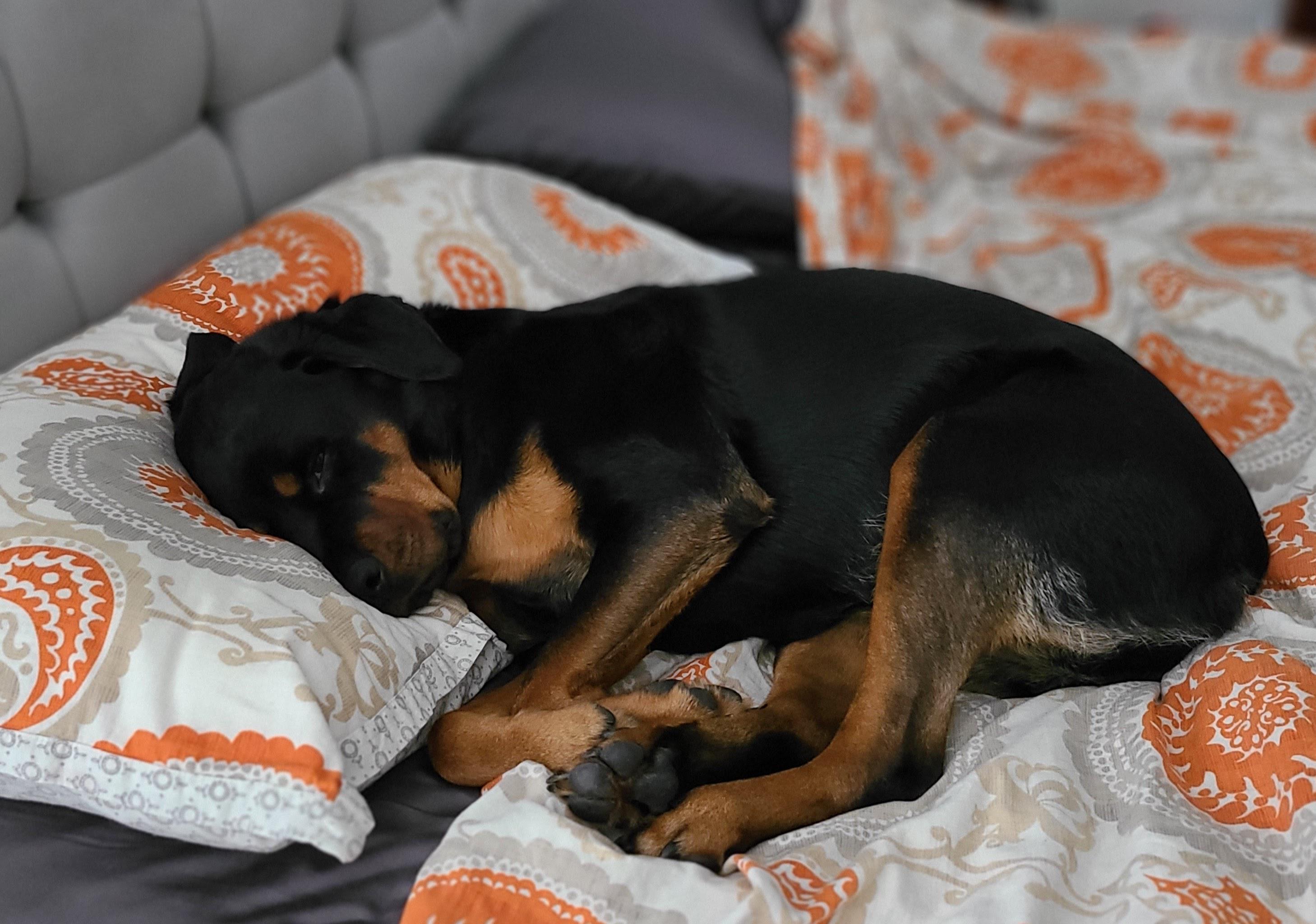 Introducing Roxy | Scrolller