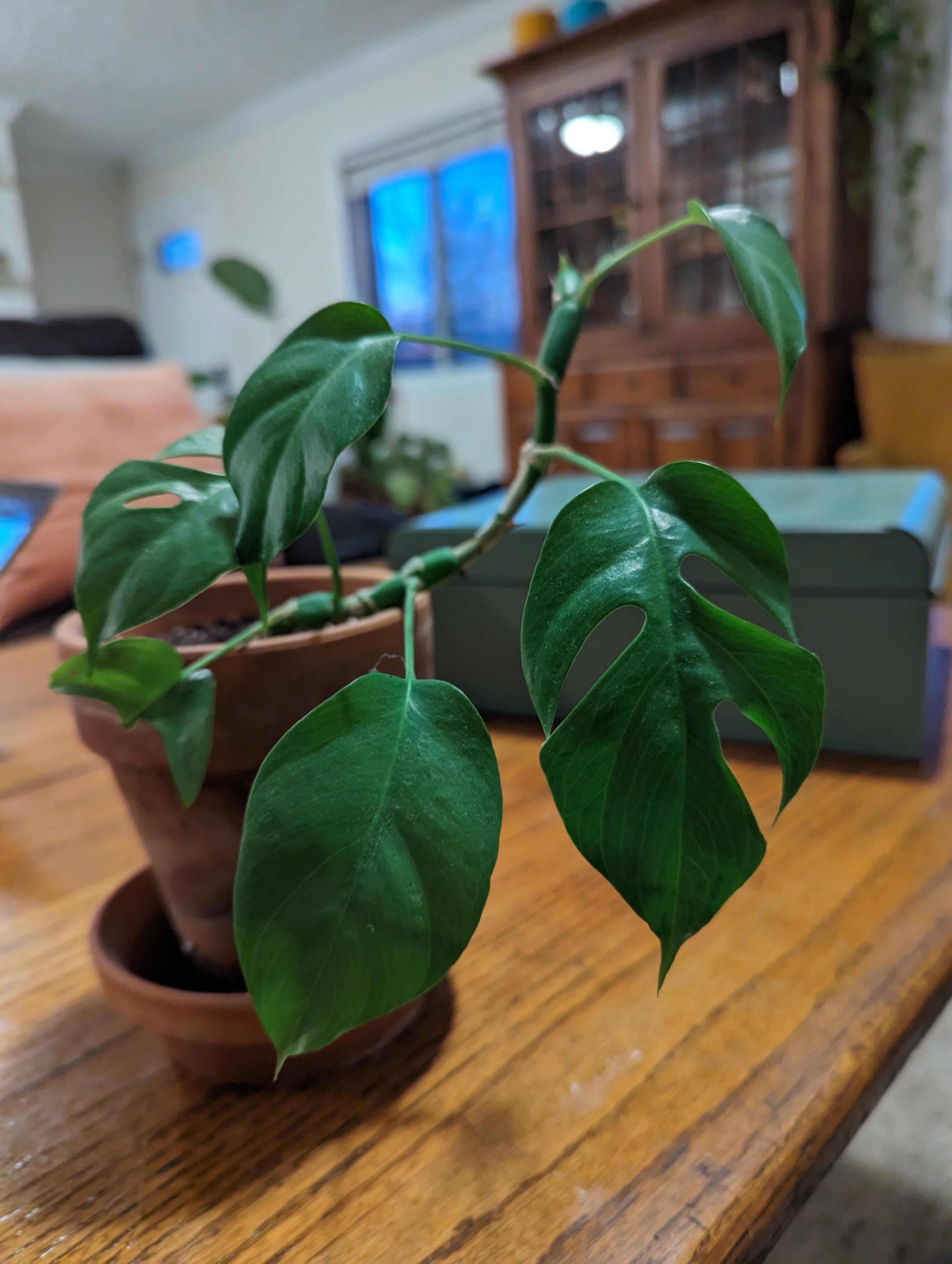 Discover more like Monstera: Identification and tips? and Related Content | Scrolller