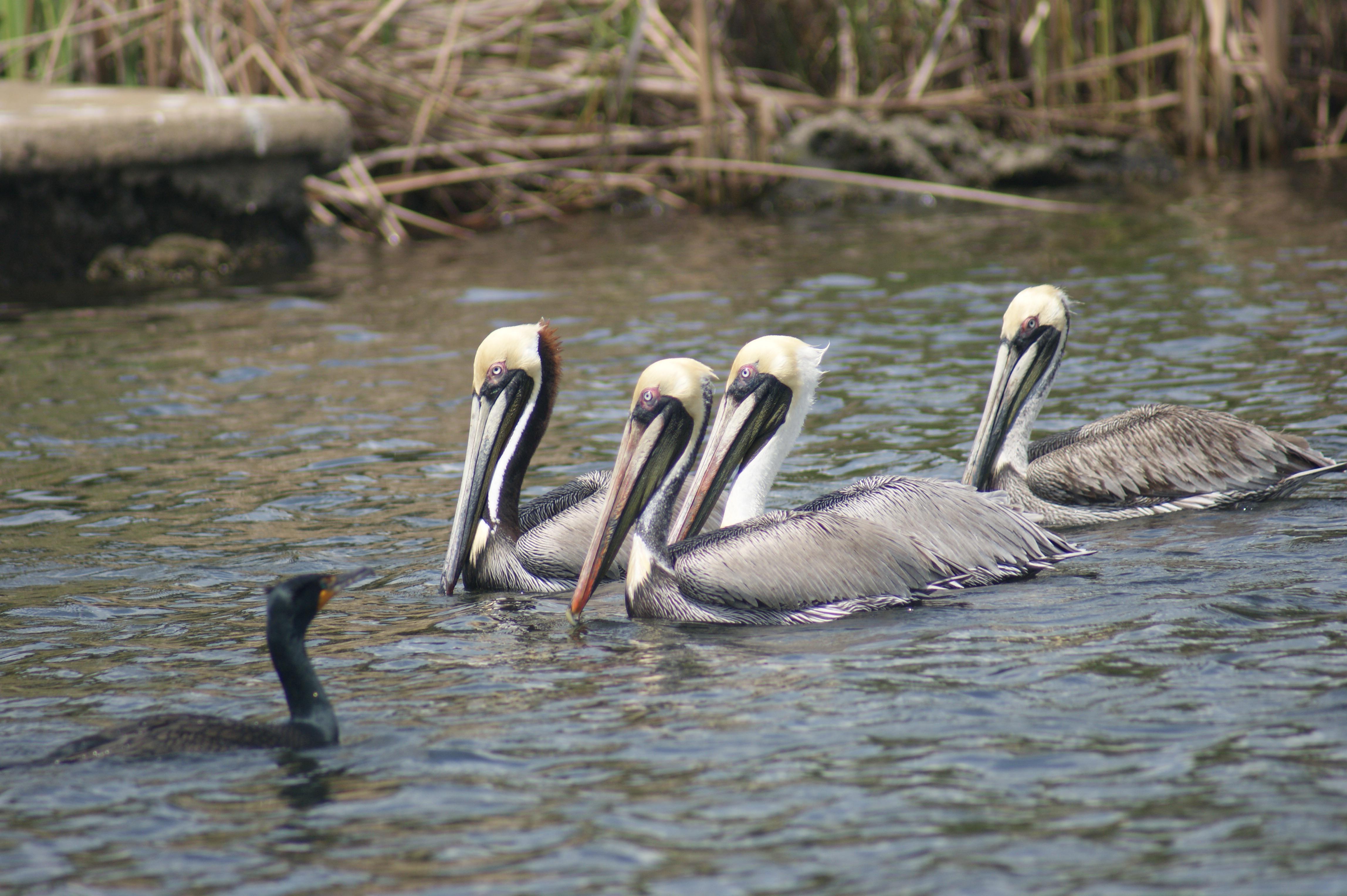 Bunch of brown pelicans | Scrolller