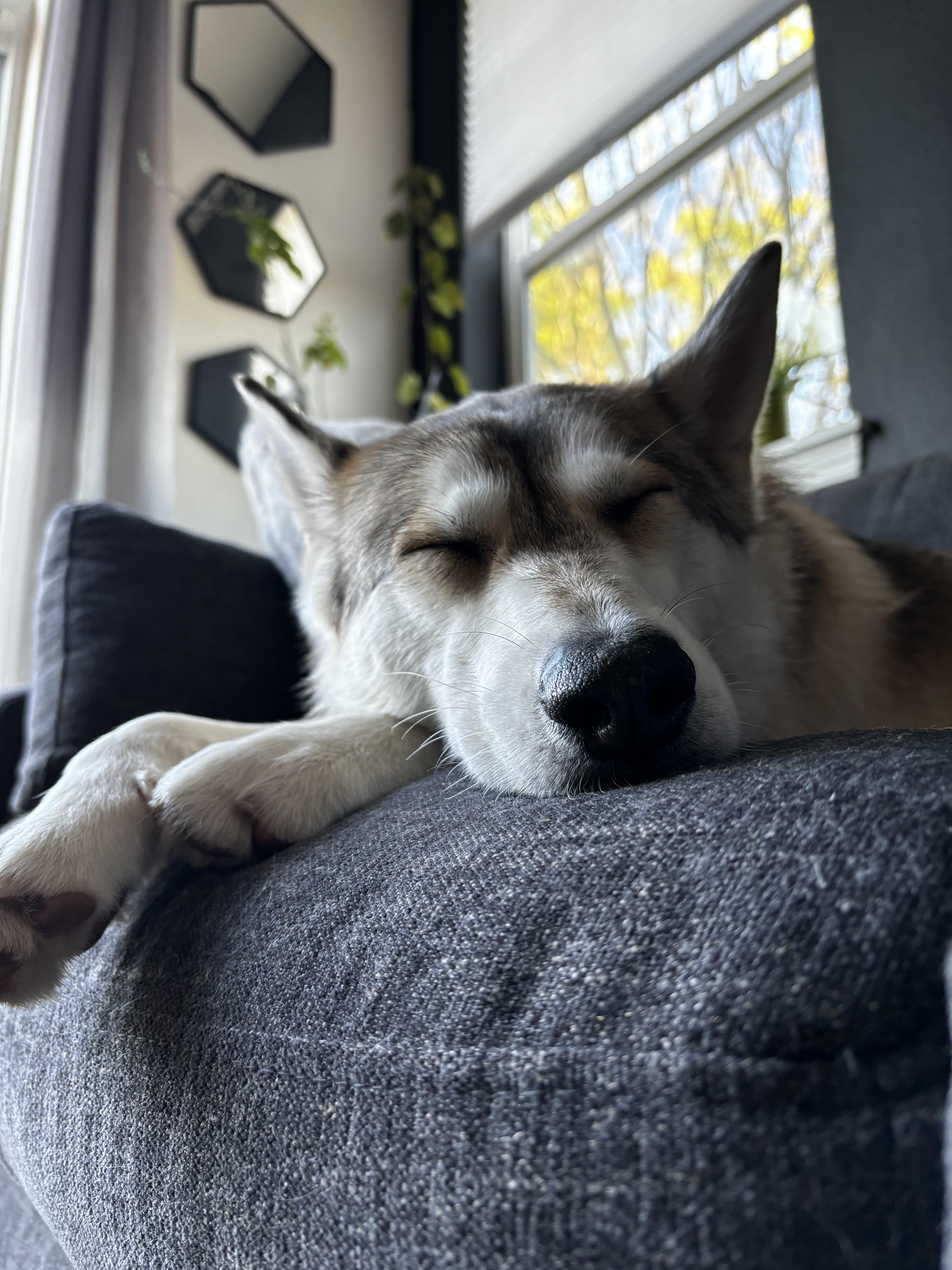 Gotcha Day | Scrolller