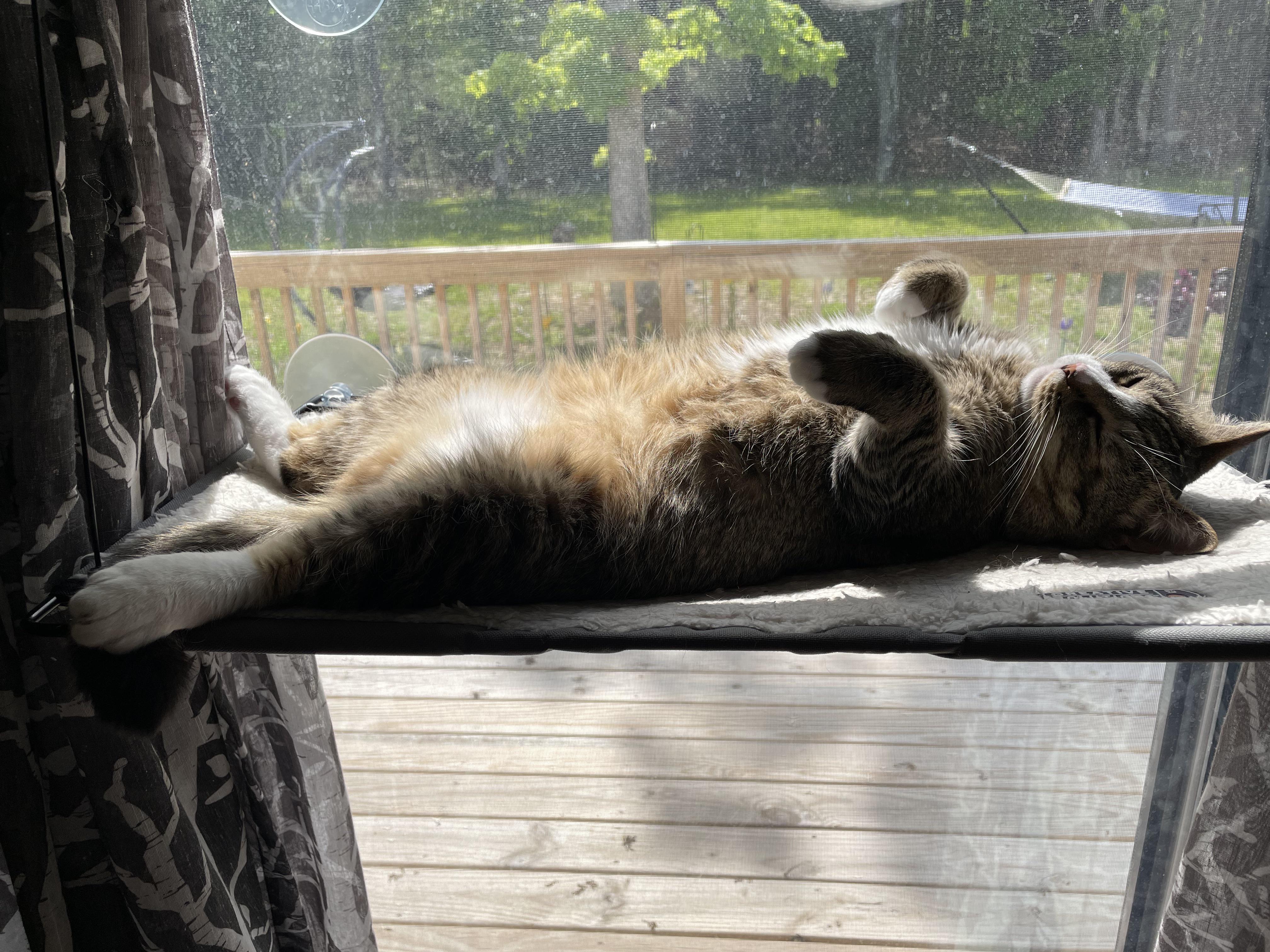 [OC]Once again, Jasmine takes her sun appreciation very seriously ...