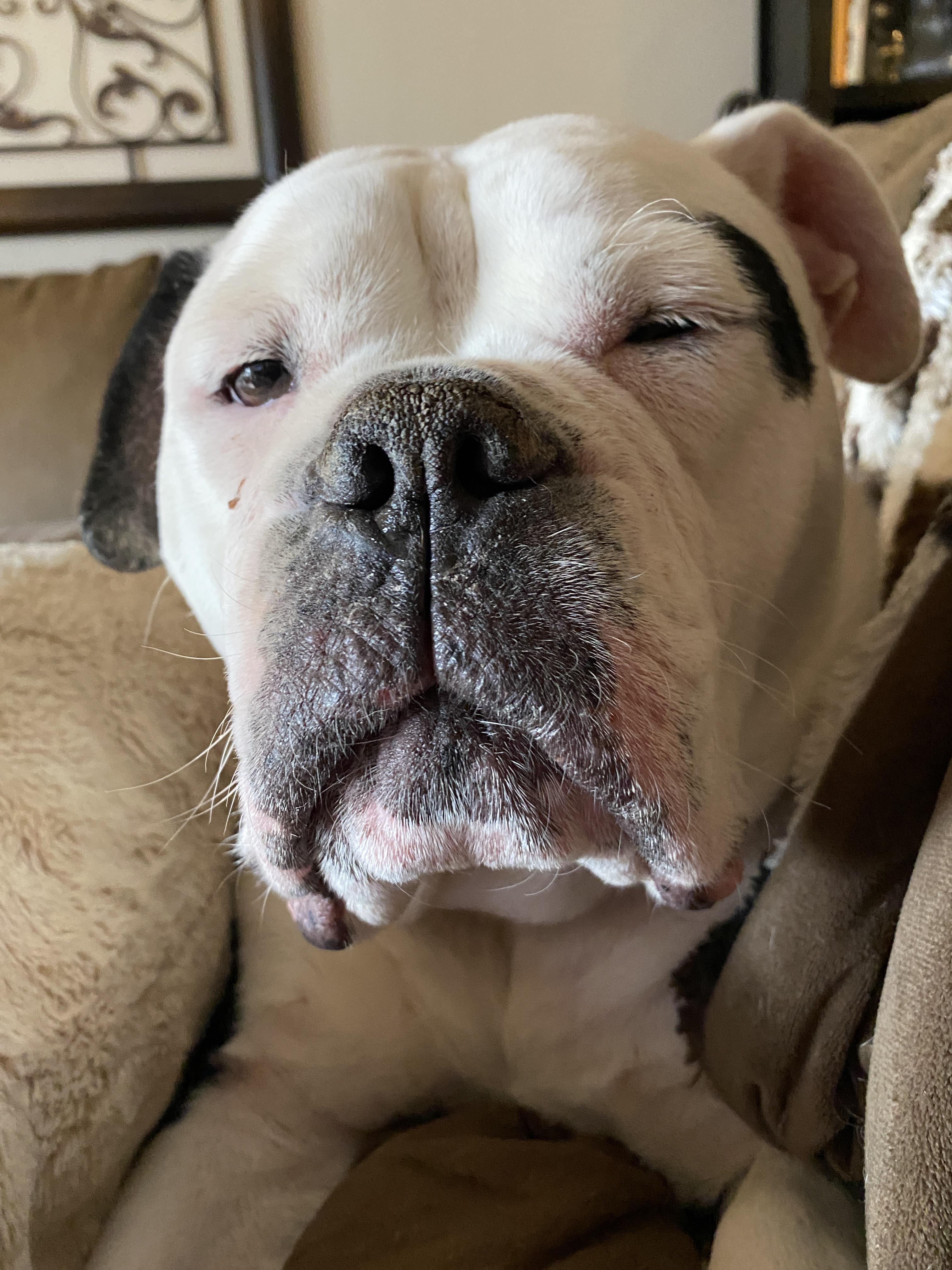 Discover more like Bulldogs: Grumpy old man wakes up from a nap and Related Content | Scrolller