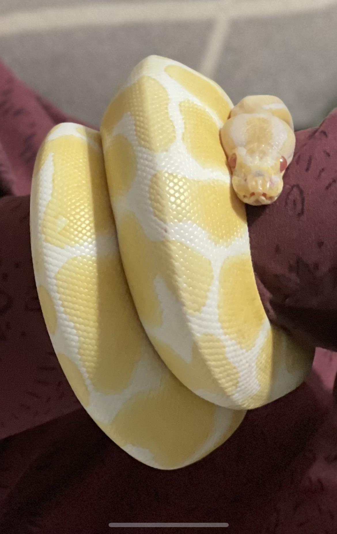 Say hello to Ravioli | Scrolller