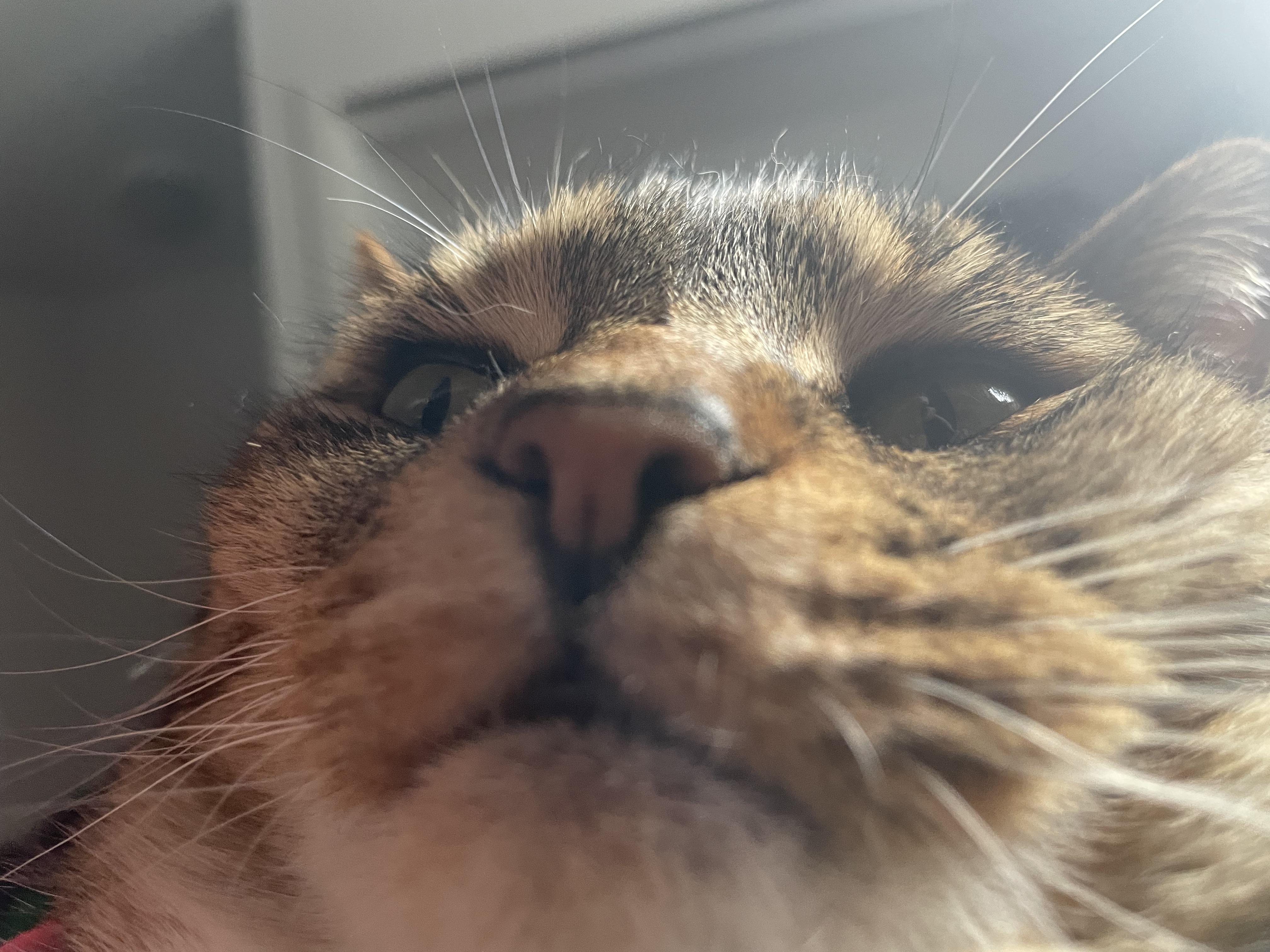 Thought i'd share how in sync my cats are | Scrolller