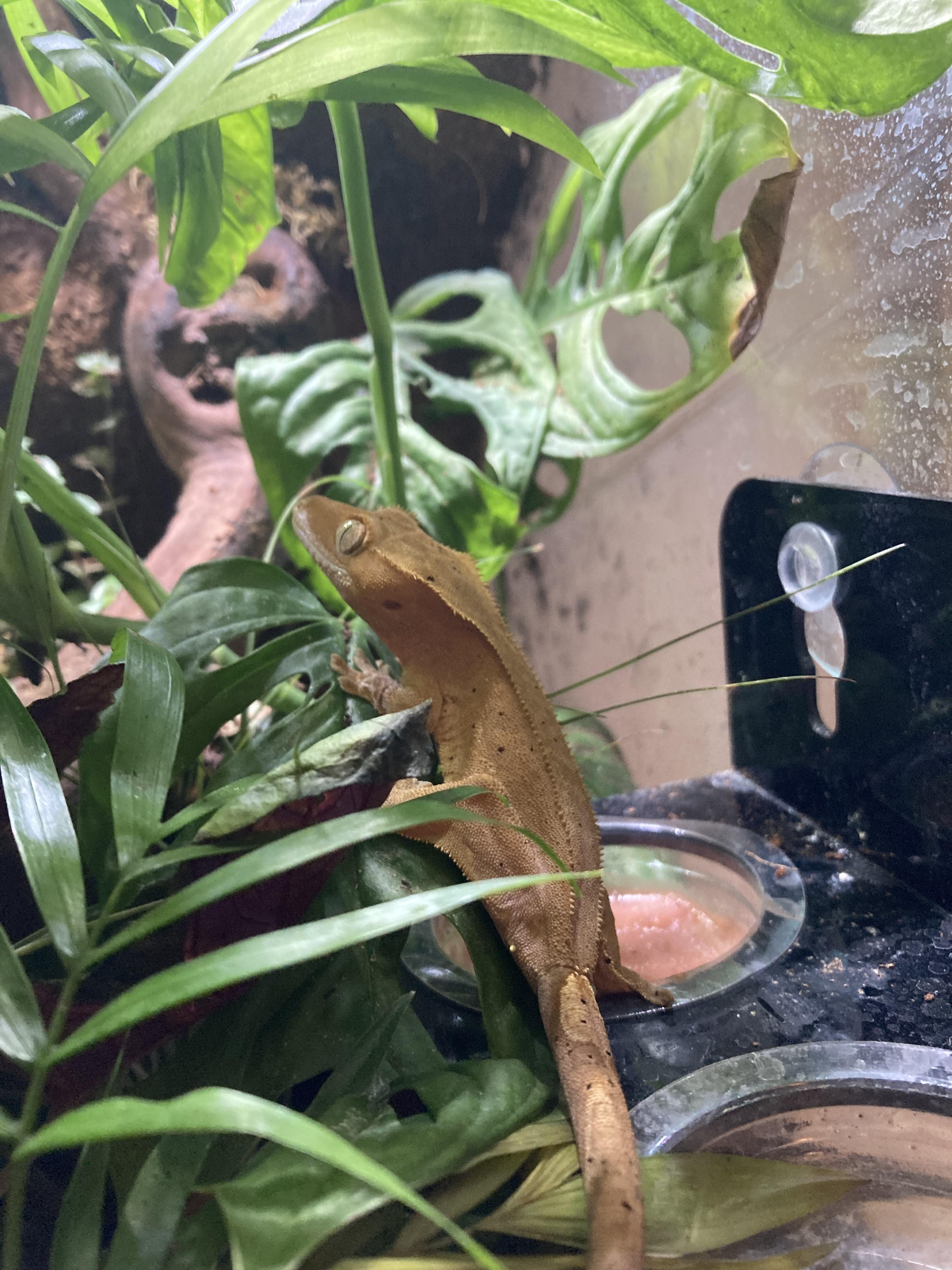 What morph? | Scrolller