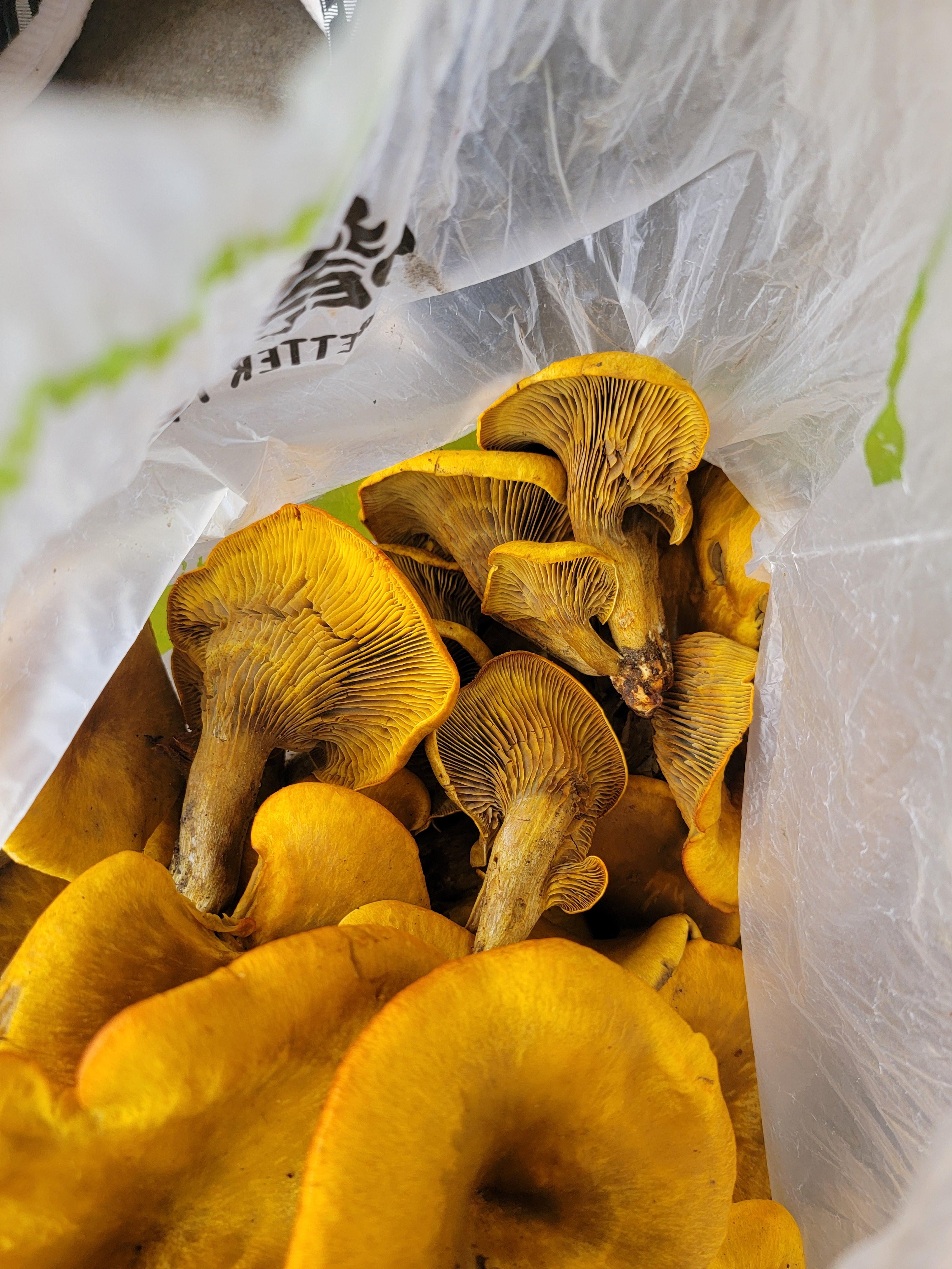 Discover more like MushroomID: Jack o lantern? and Related Content | Scrolller