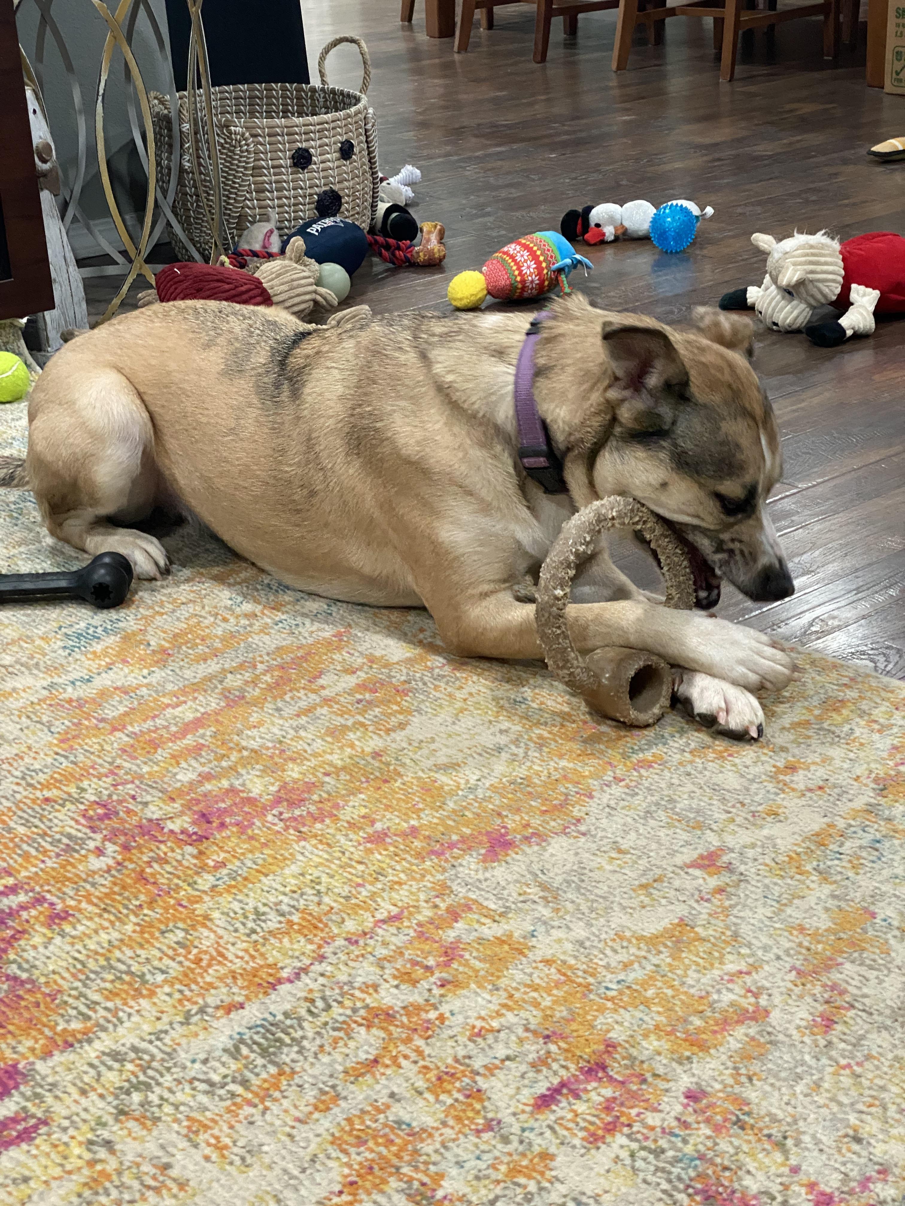 Discover more like Pitbulls: My new foster Eden and Related Content | Scrolller