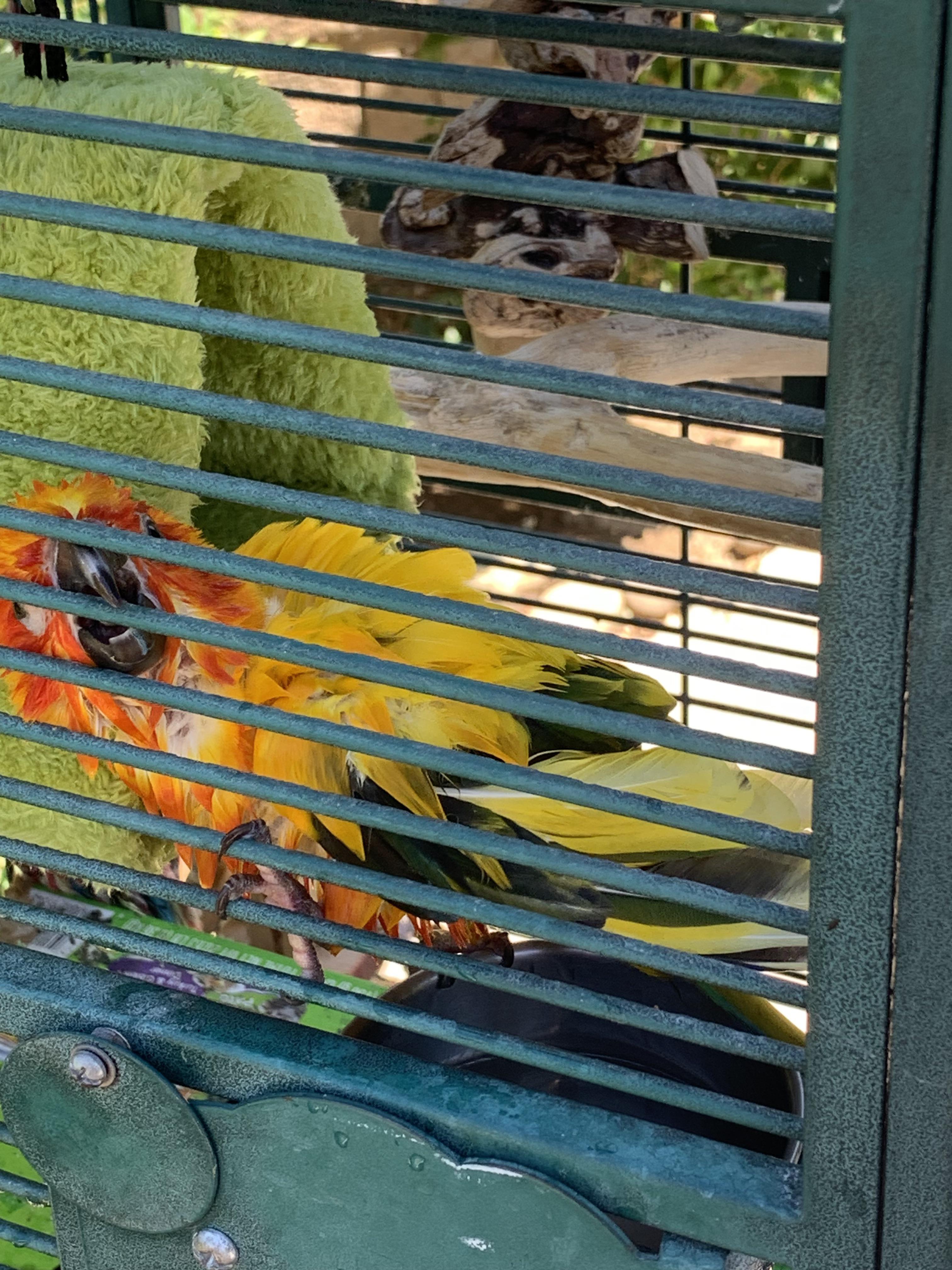 Bath time for Maui | Scrolller