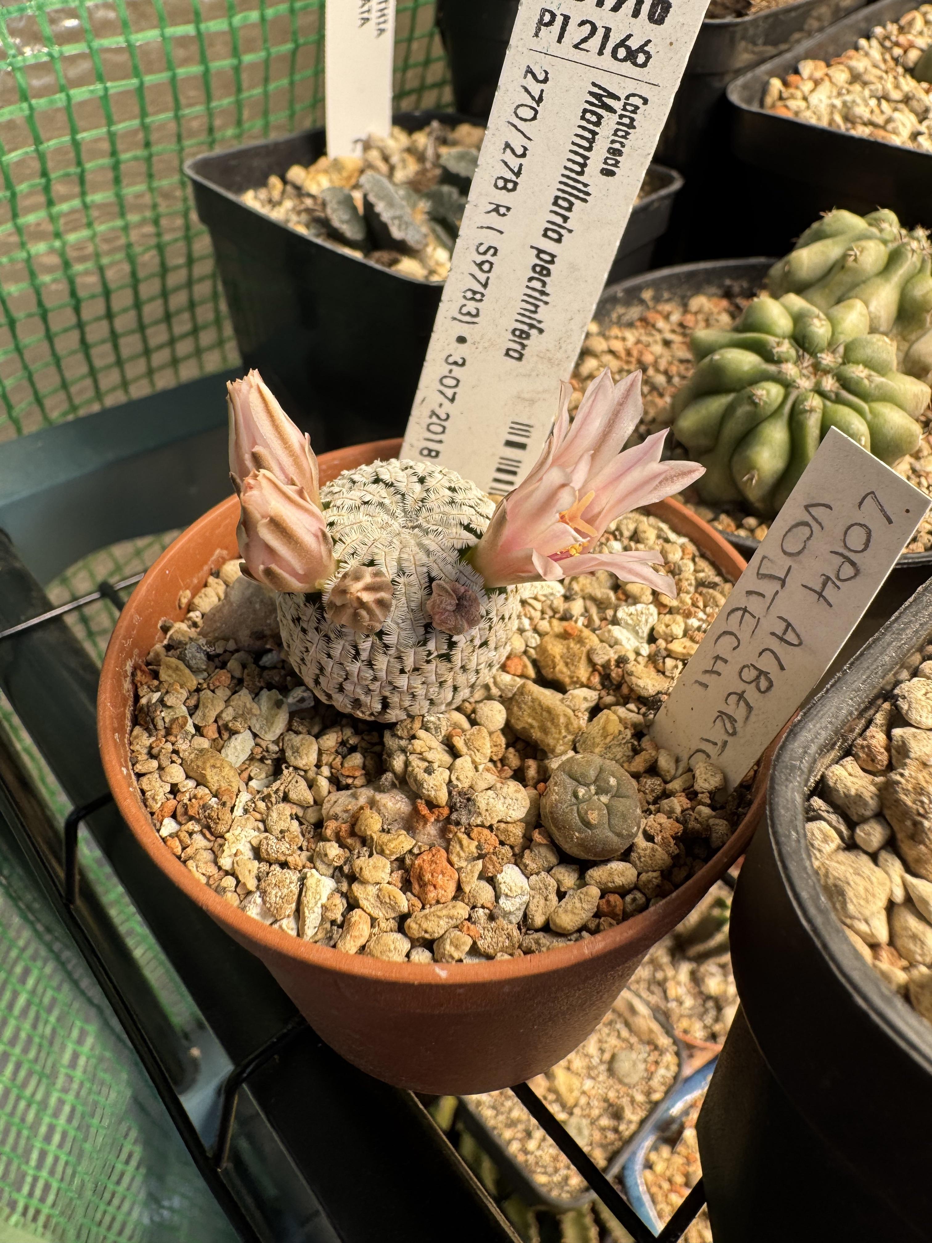 Some cacti | Scrolller