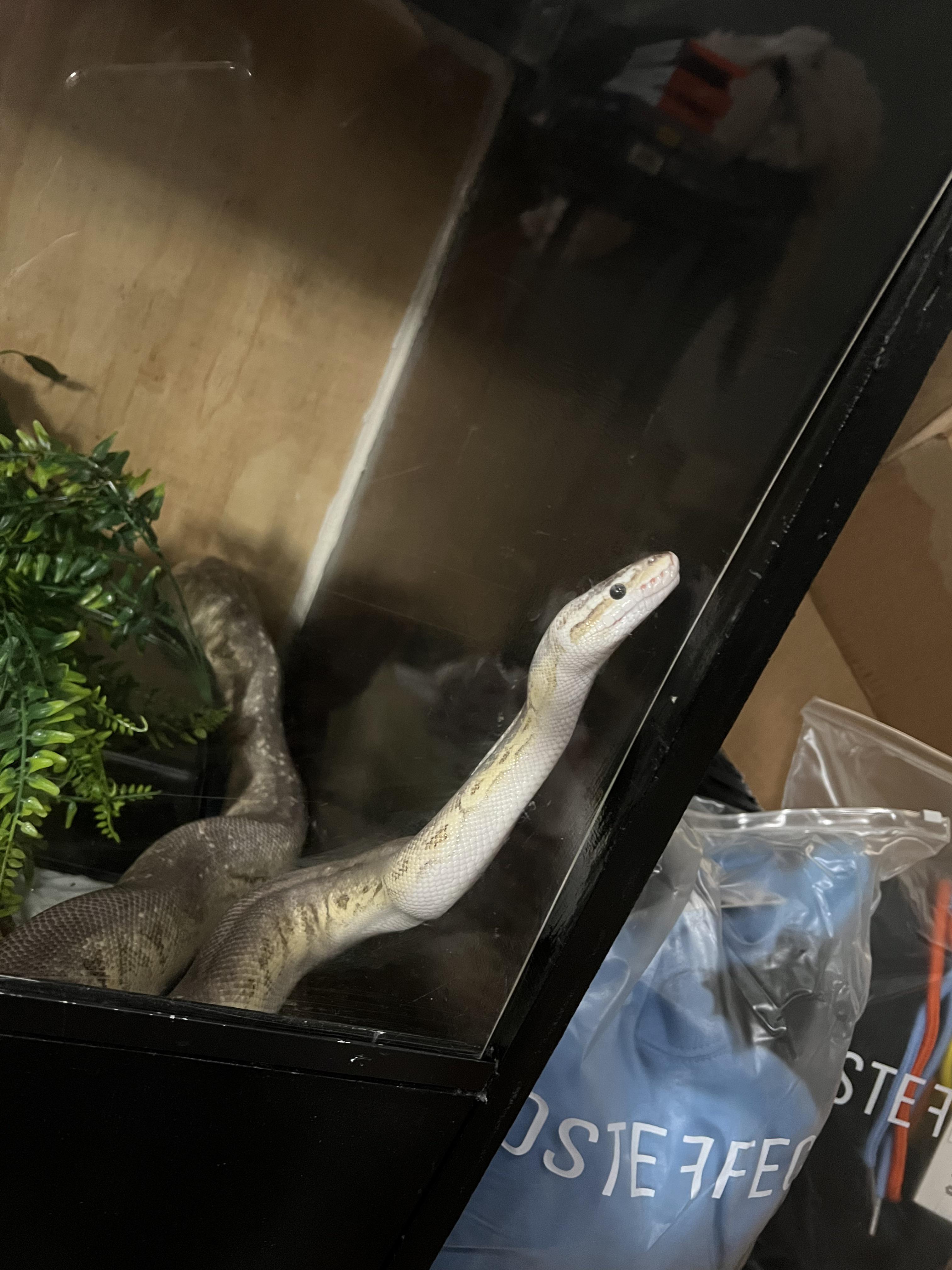 Morph ID help please | Scrolller