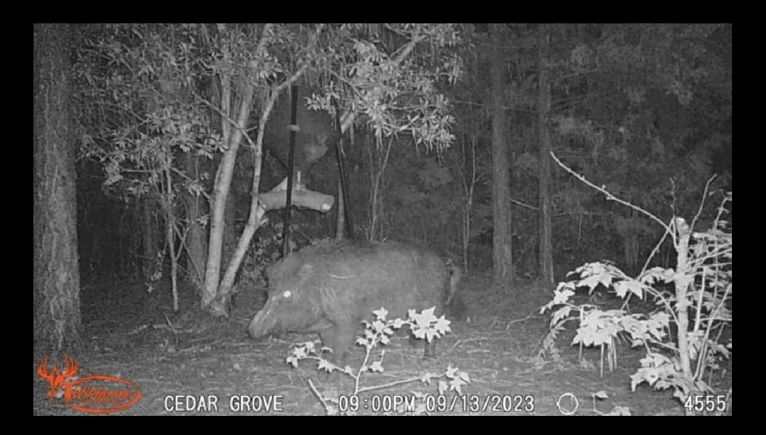 Giant boar hog at my sons feeder every night, only about 40 yards from our camp. | Scrolller
