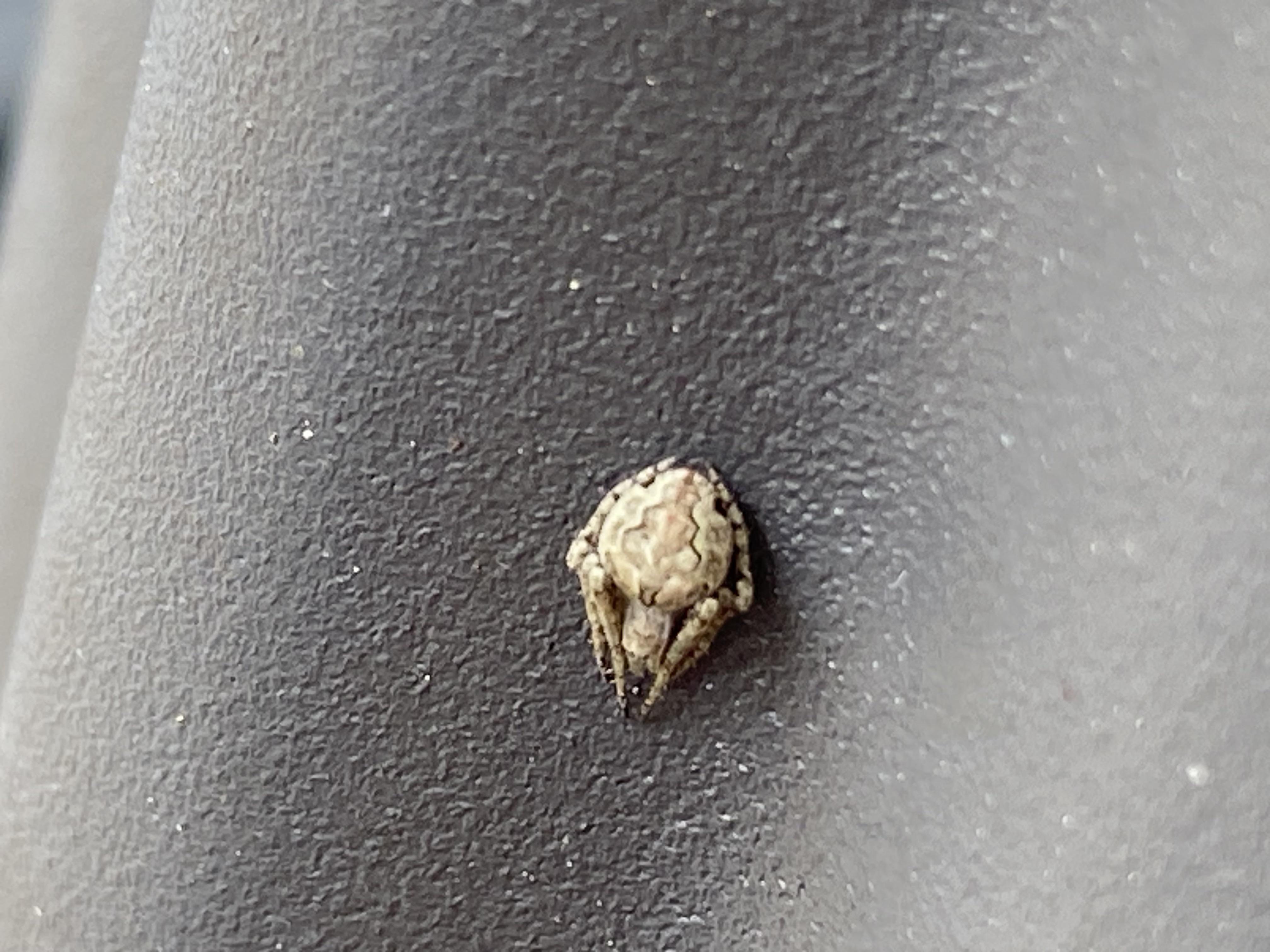 Species? | Scrolller